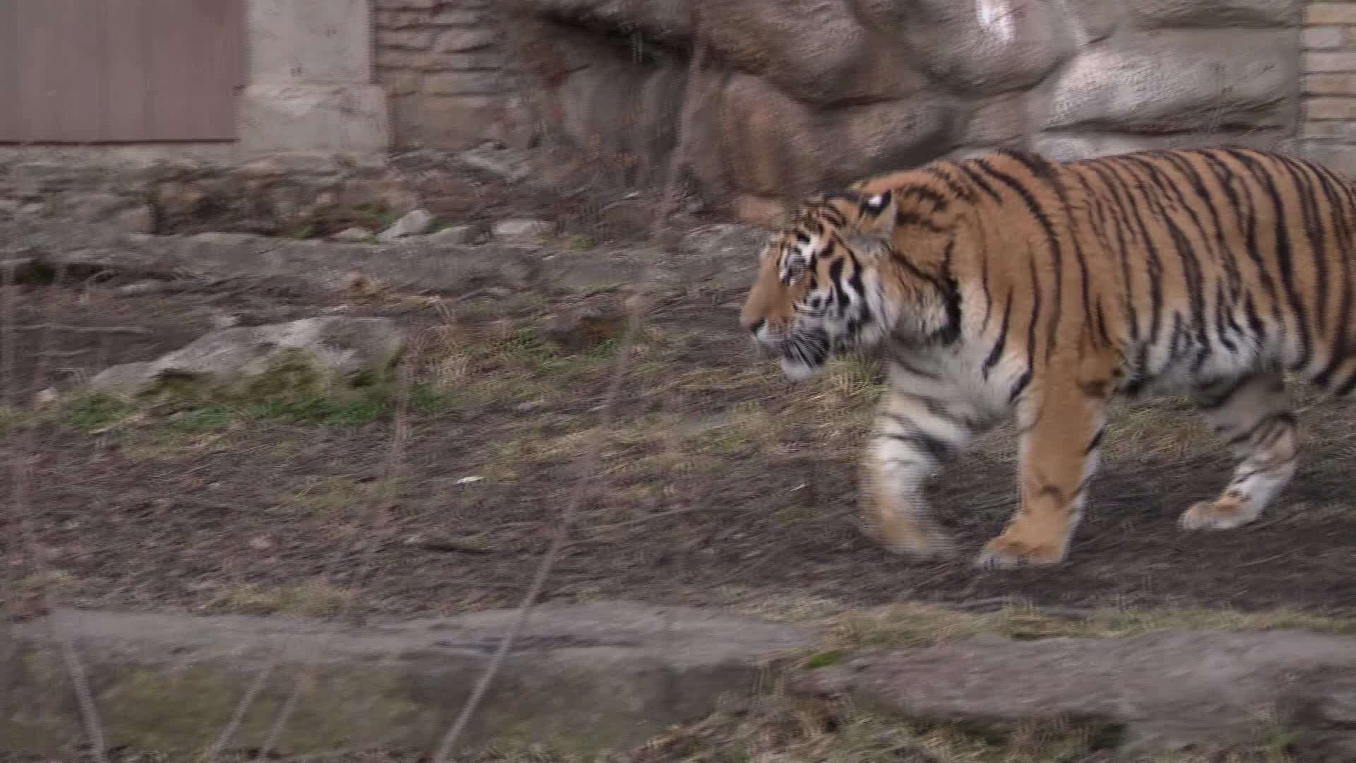 Buffalo Zoo partners with M&T Bank for free admission days starting Thursday – News 4 Buffalo