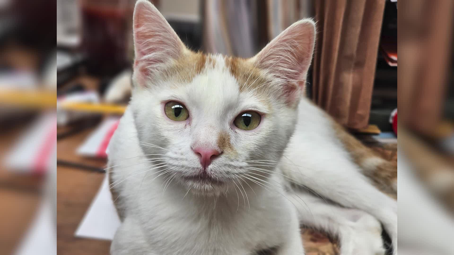 Meet Dewey, the Library Cat – CBS 42
