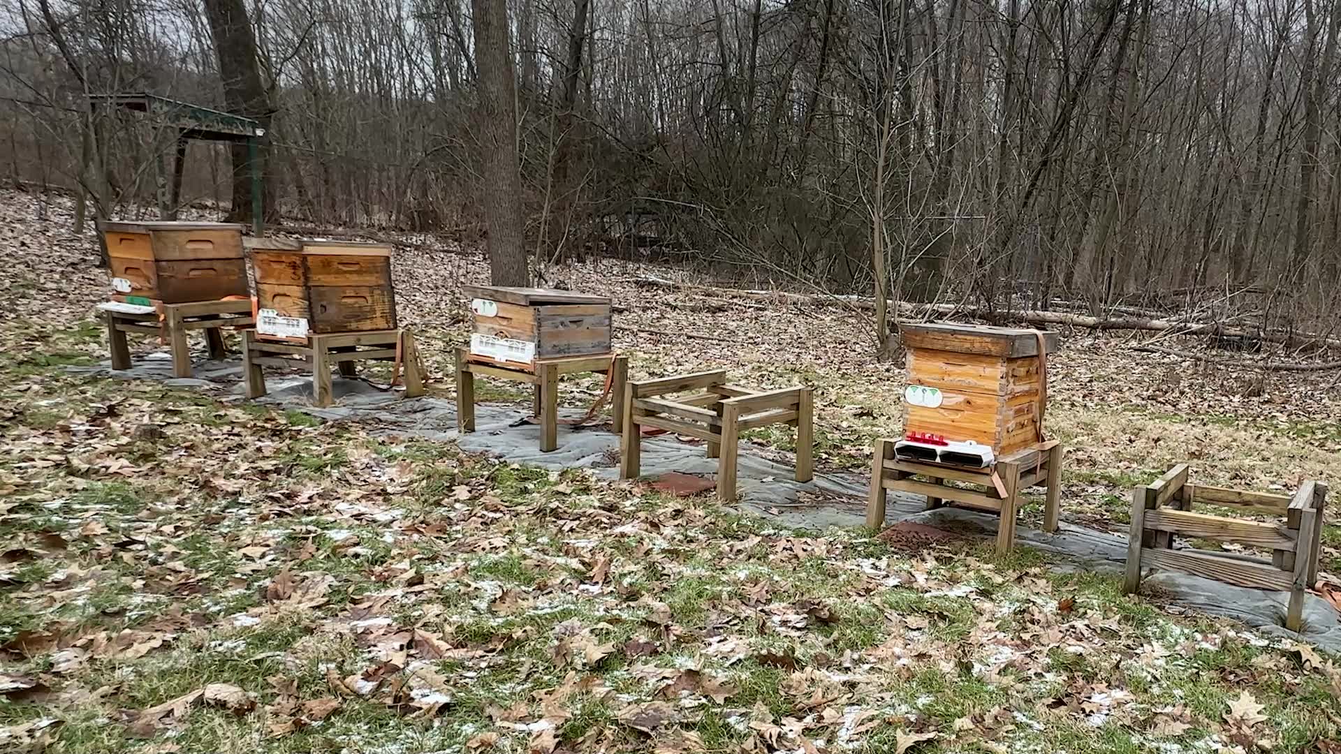 Local beekeepers concerned after hive loss; Bee expert weights in ...