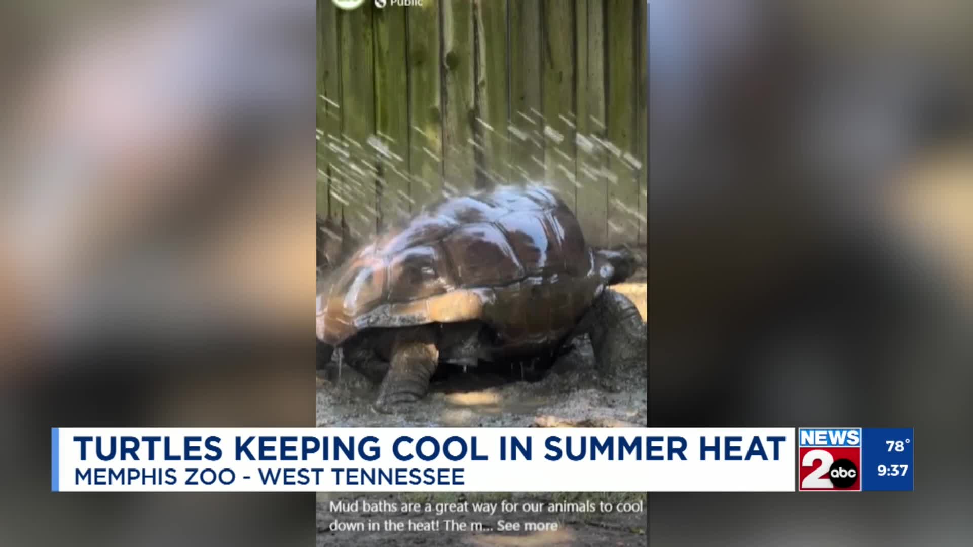 Turtles keeping cool in summer heat – WKRN News 2