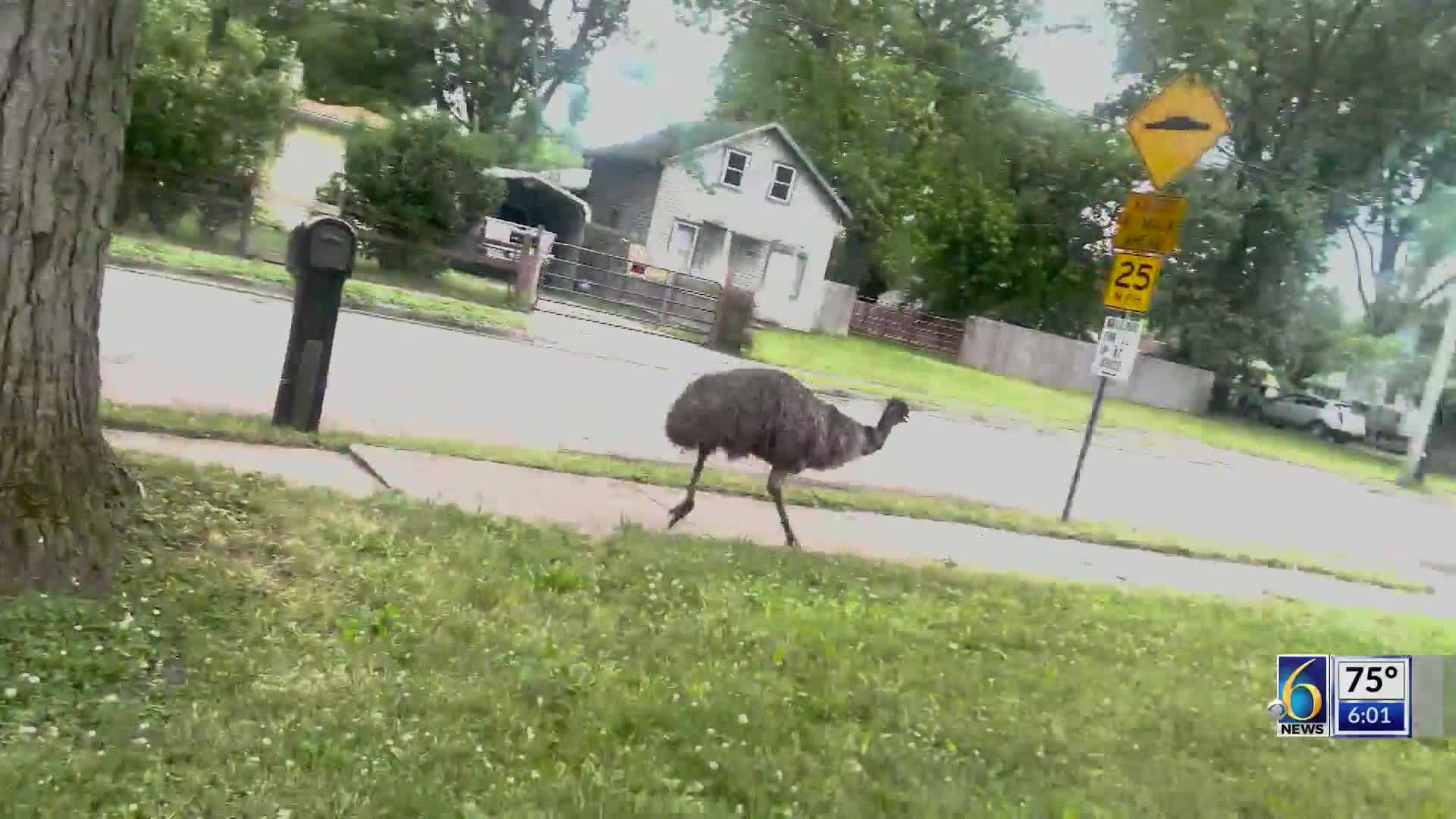 Owner of escaped emu has long history with Animal Control – WLNS 6 News