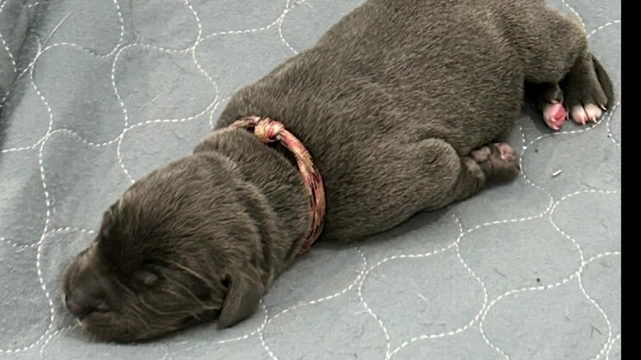 Pregnant Great Dane sets record for largest litter at Raleigh rescue ...