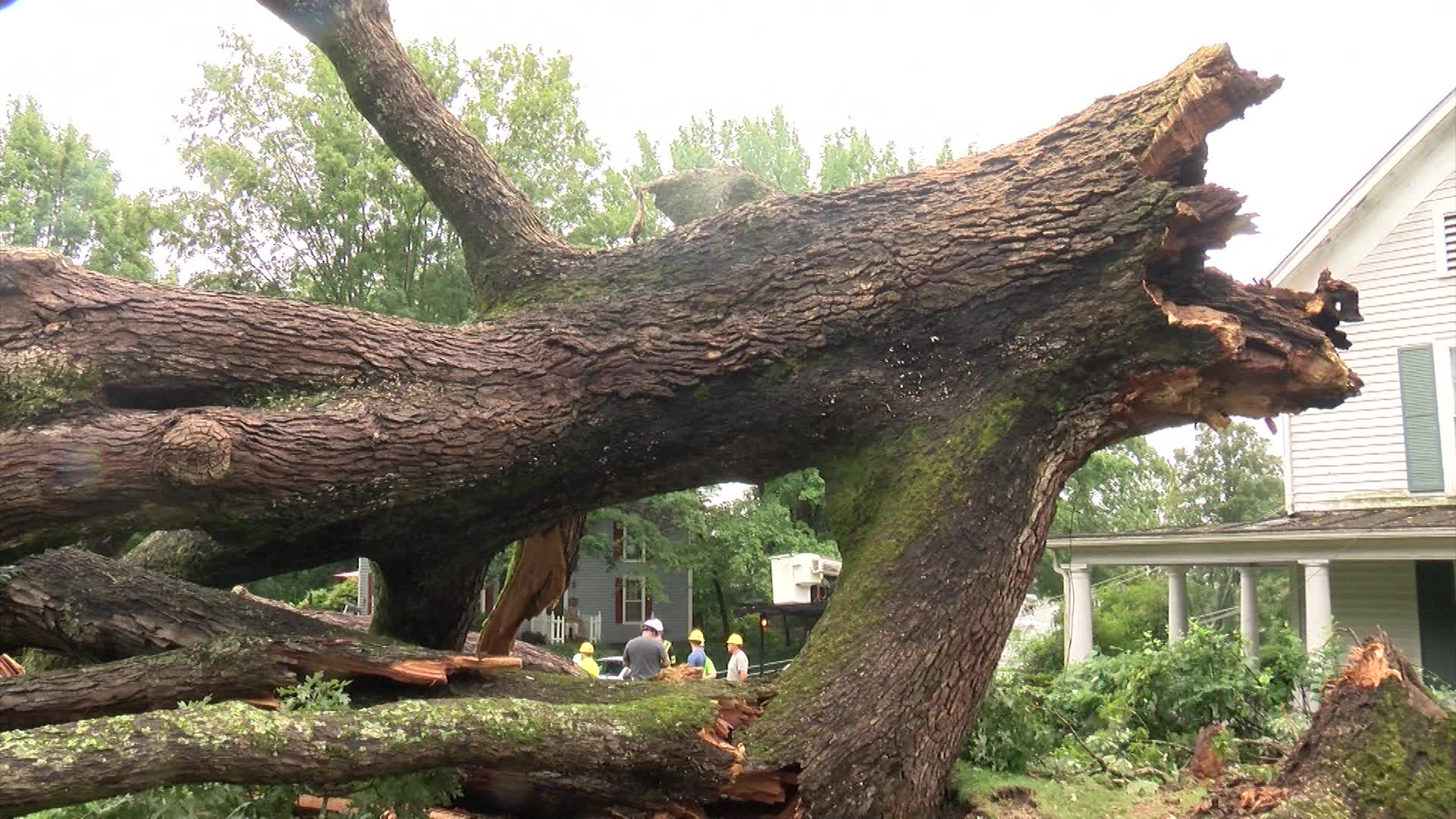 Jonesborough’s centuries-old Shanks Oak torn from ground amid storms ...