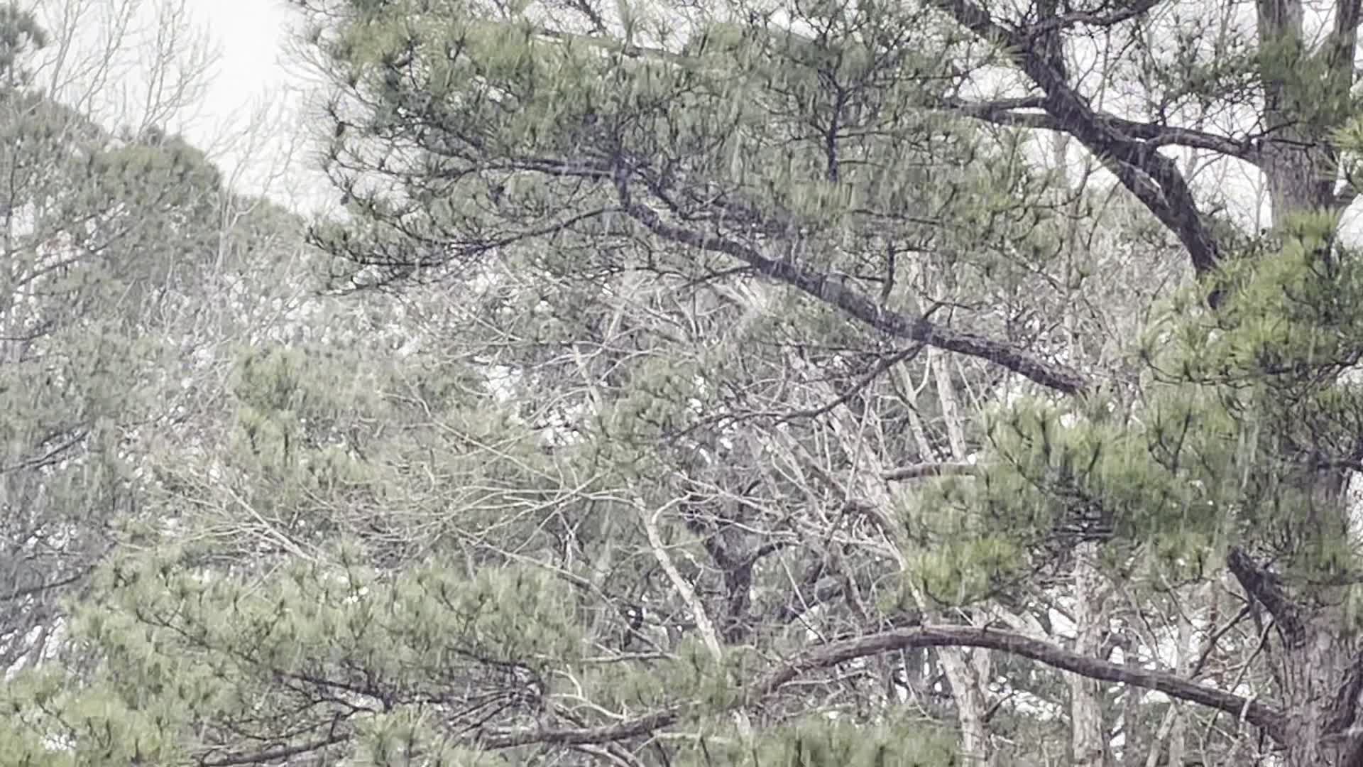 Photos and videos: Snow in ENC 2025 – WNCT