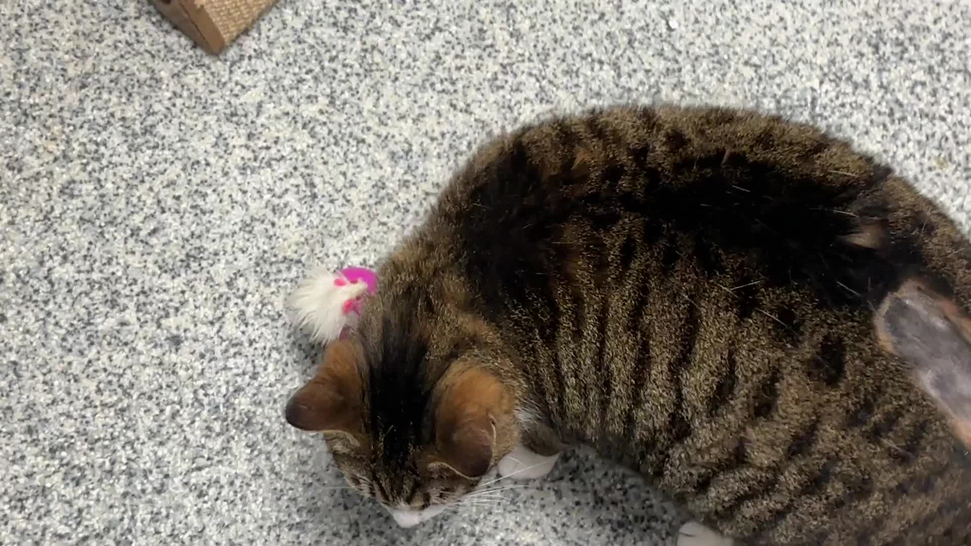 Best of Pets: Rascal – WNCT