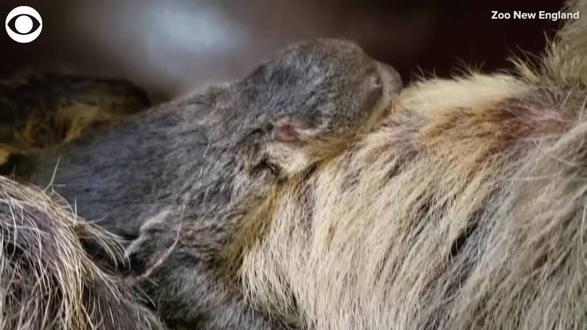 Baby sloth born at zoo in Massachusetts – WNCT