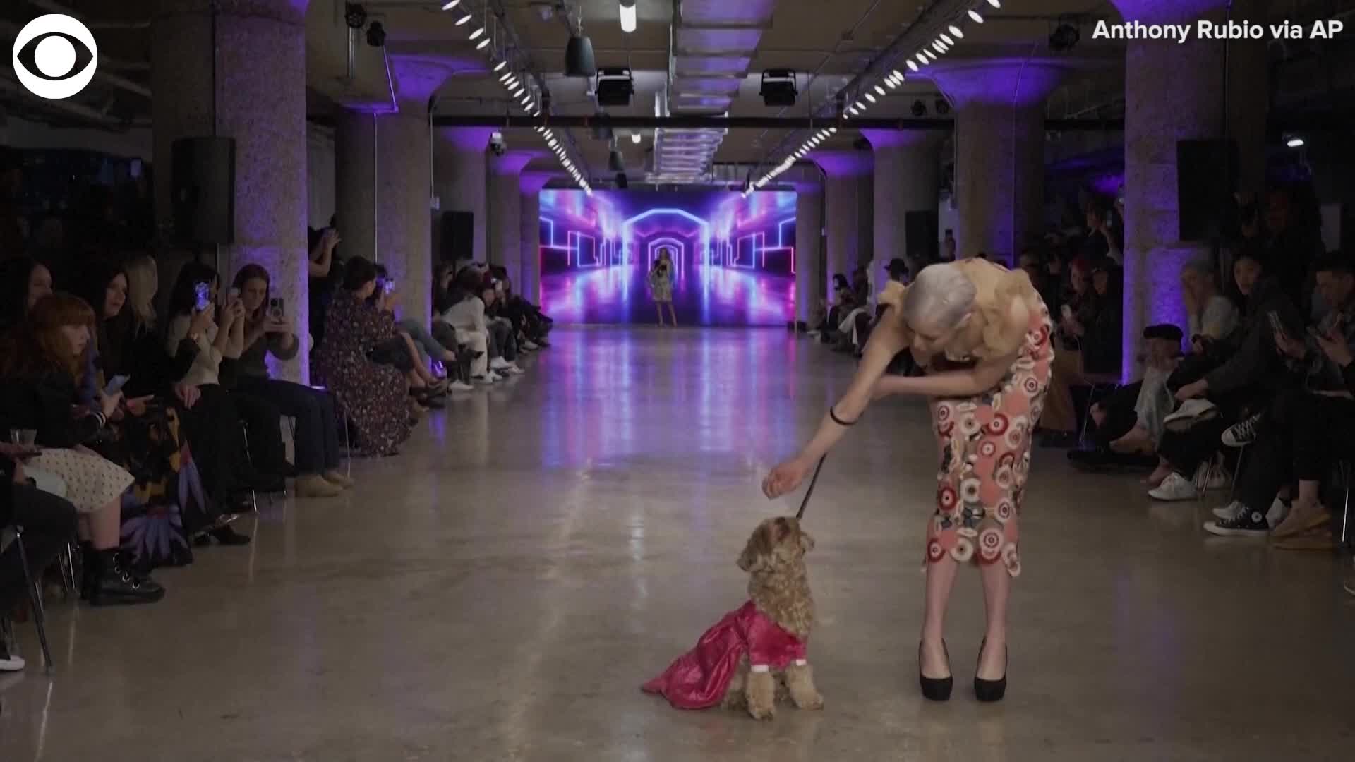 Dogs strut on runway for Anthony Rubio fashion show in Los Angeles – WNCT
