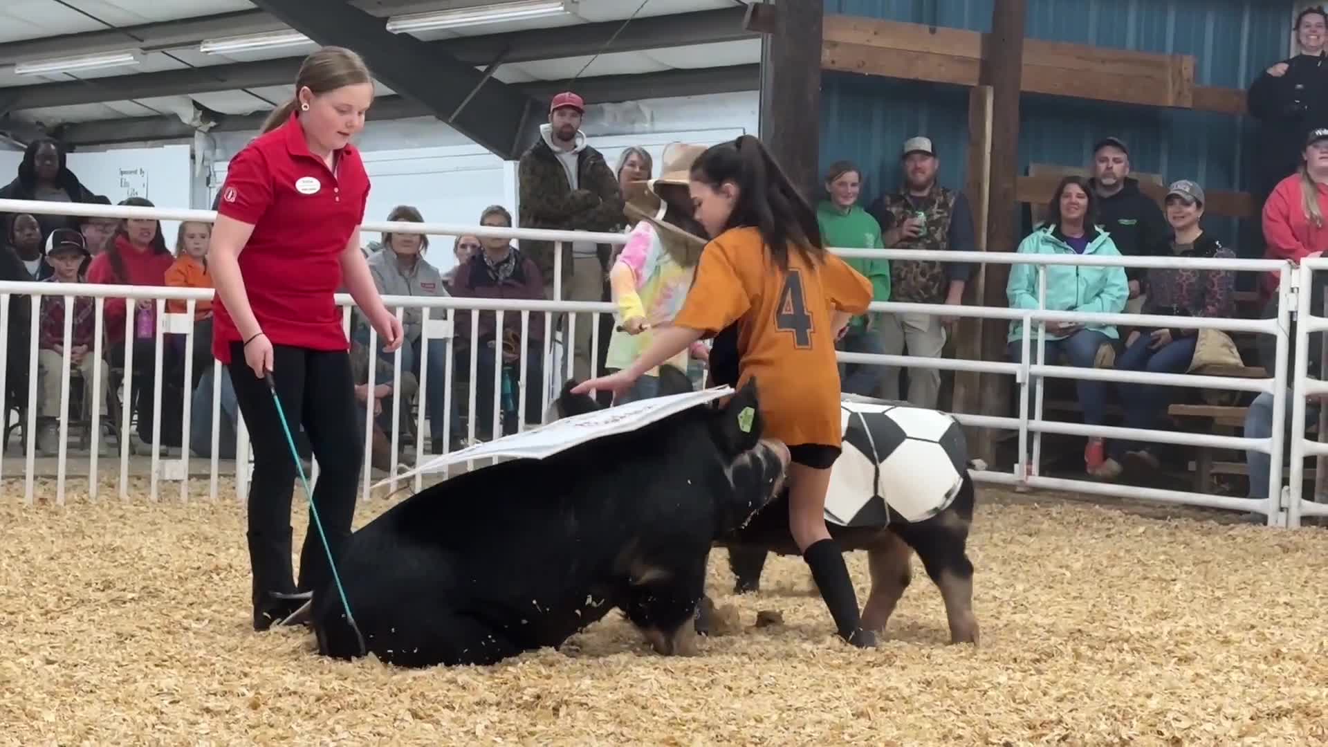 Wilson County 4-H Livestock Show and Sale brings two days of livestock ...