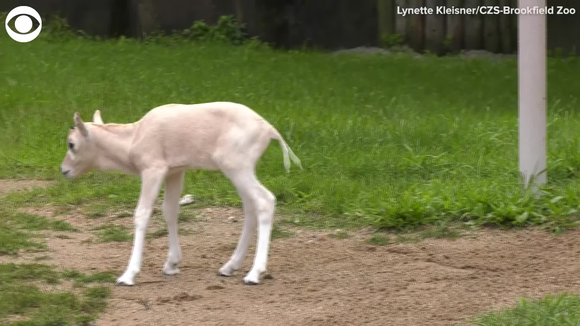 Critically endangered addax calf born at Brookfield Zoo – WNCT