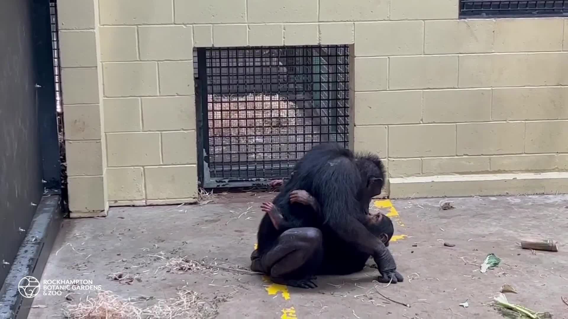 Baby Chimpanzee reunites with mom after night care following snake bite ...