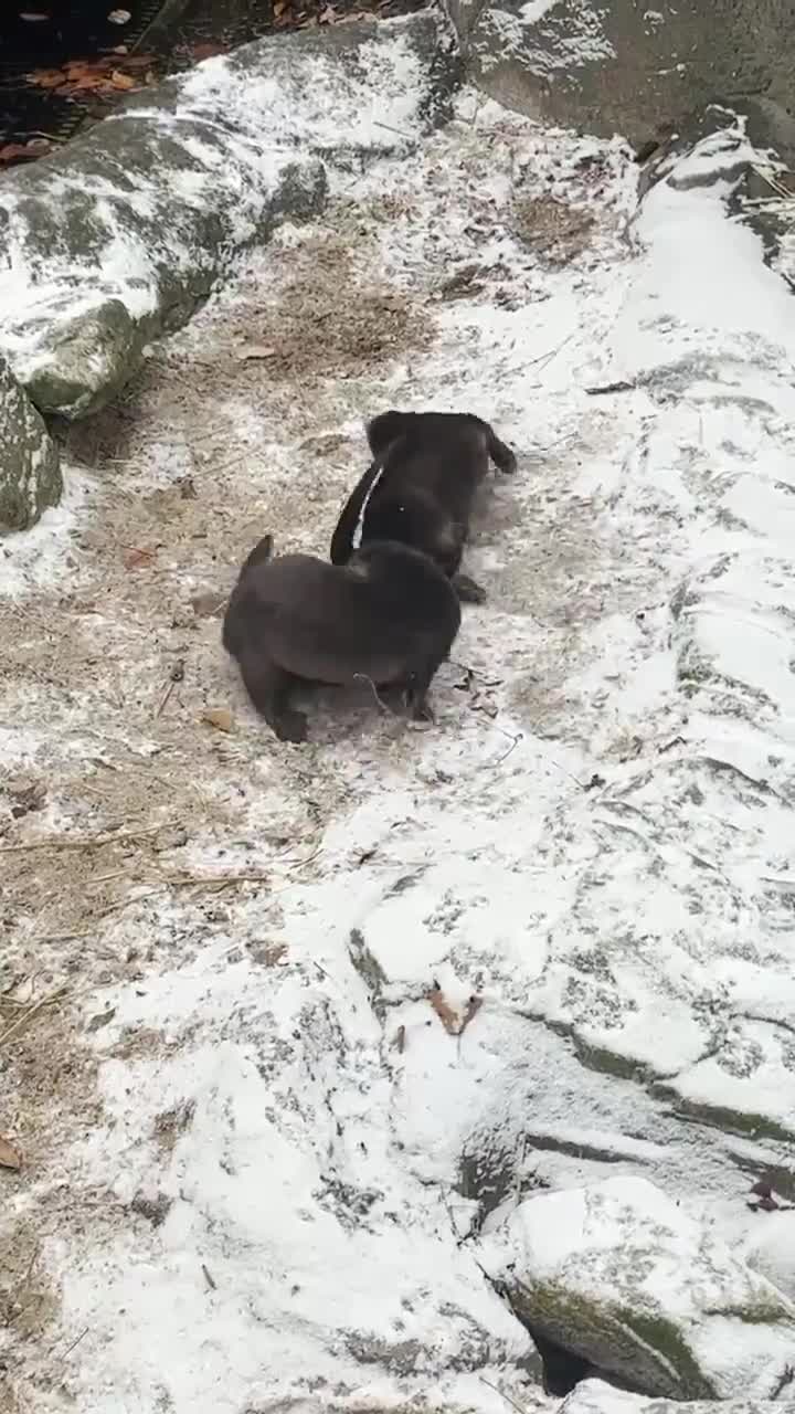 Otter duo frolic in Baltimore’s freshly fallen snow – WNCT