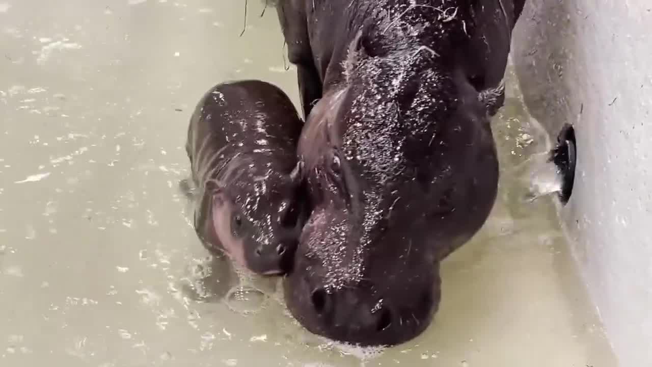 Baby Pygmy Hippo Makes a Splash With Mom in First Swim at Zoo – WNCT