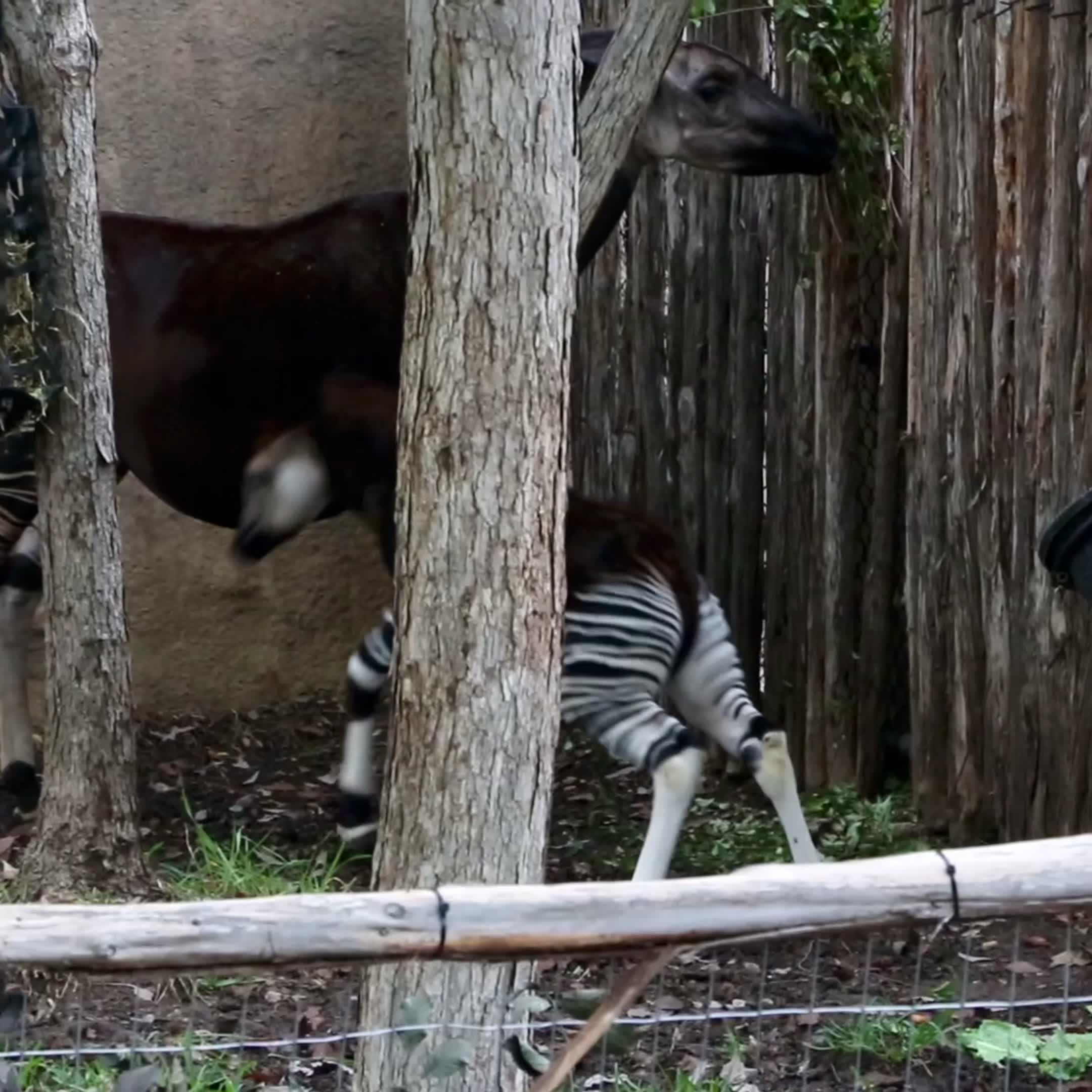 Baby Okapi explores new habitat at San Antonio Zoo – WNCT