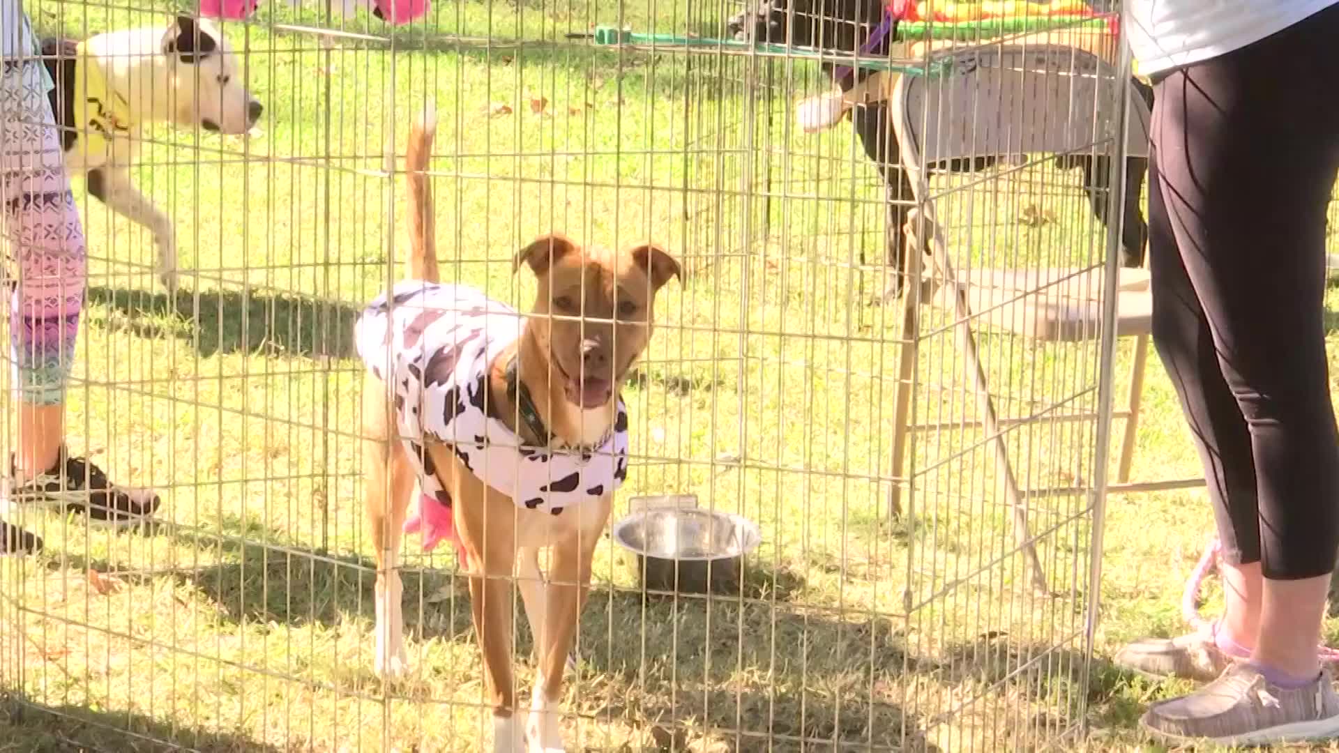 Annual Canine Crawl features fun, animal awareness – WNCT