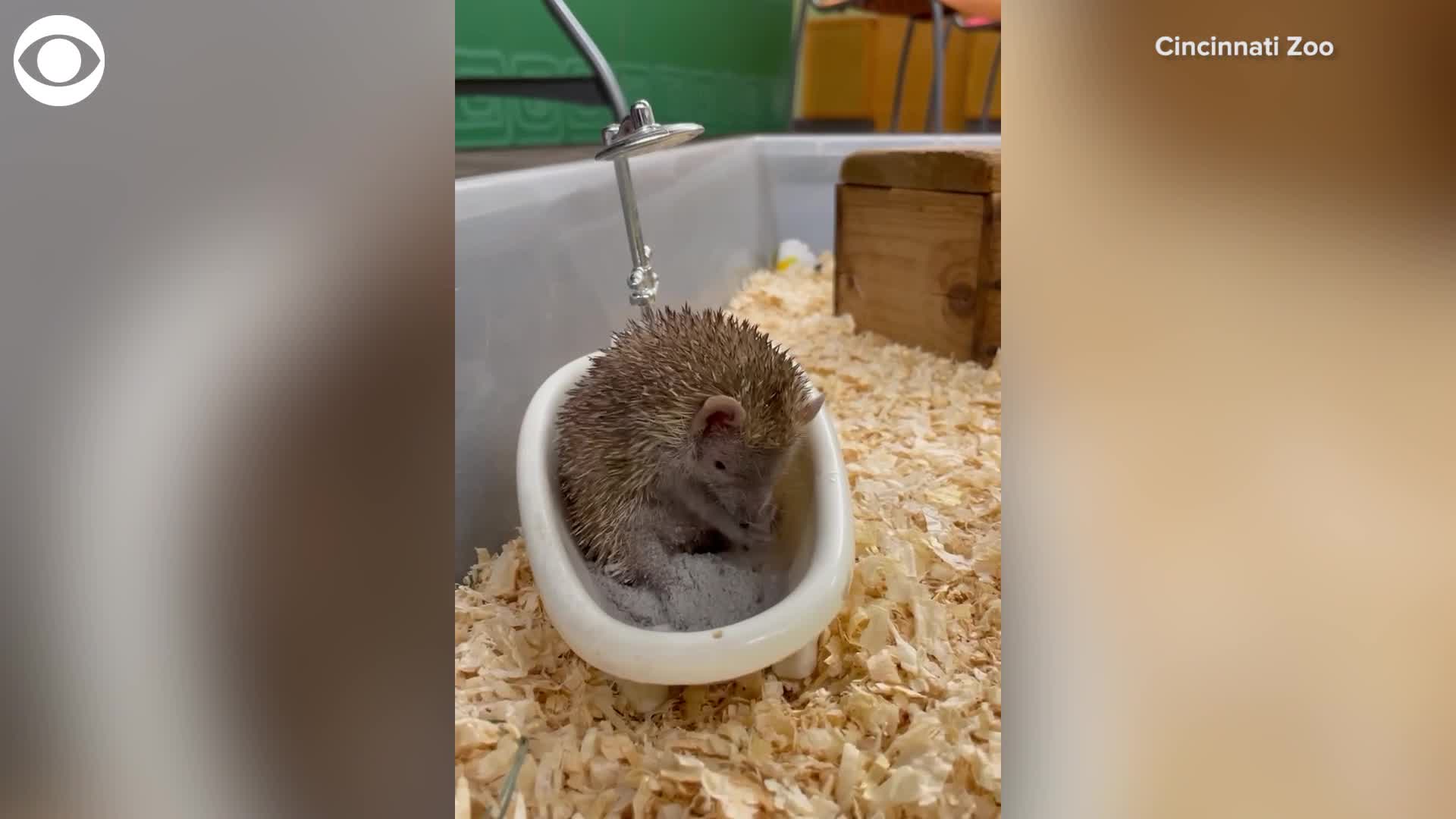 Tenrec takes dust bath in tiny bathtub at zoo in Ohio – WNCT