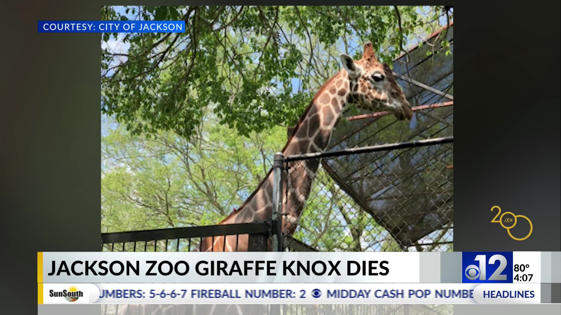 ‘Deeply saddened’: Jackson Zoo giraffe Knox dies – WJTV
