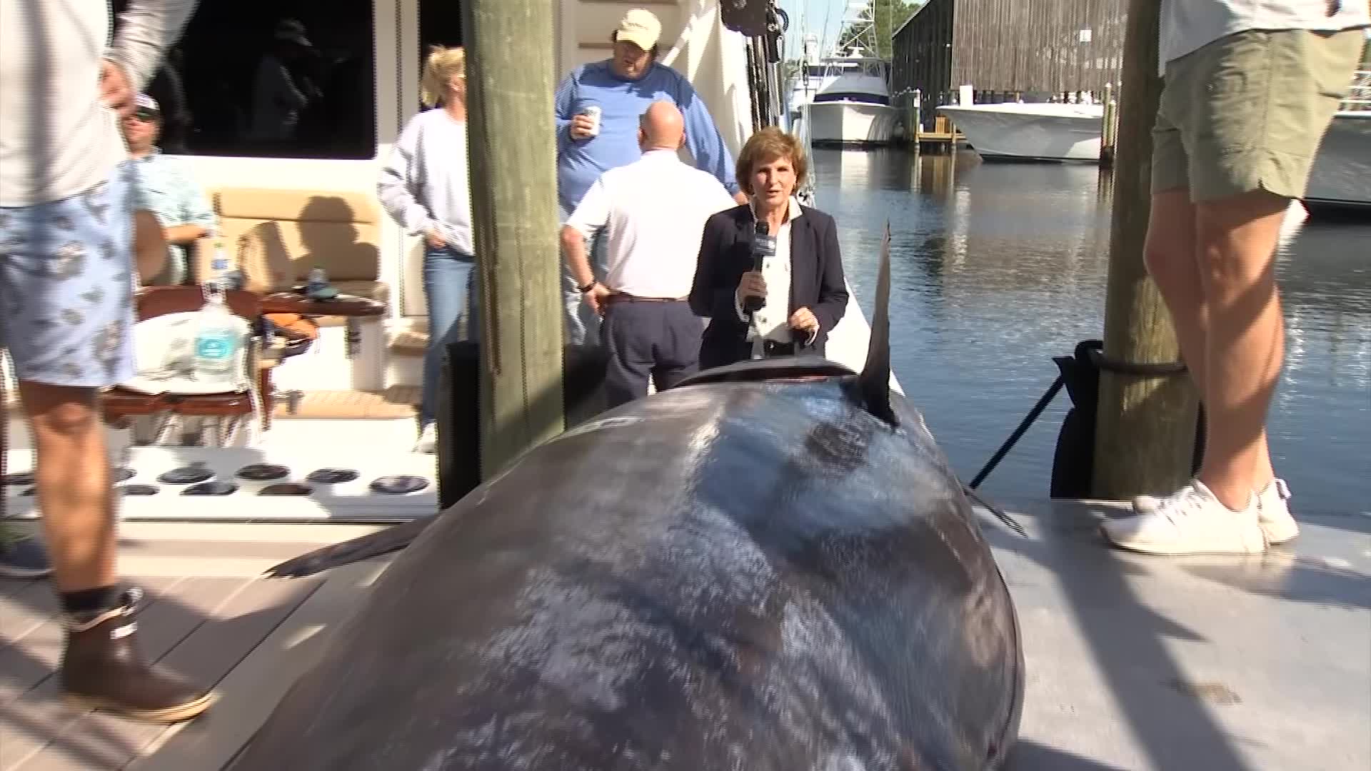 Orange Beach boat lands monster Blue Marlin, potential record-breaker ...