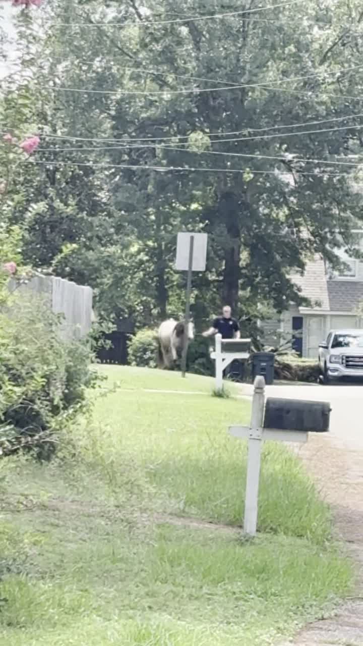 Daphne Fire Department lassos horse on the loose in Lake Forest ...