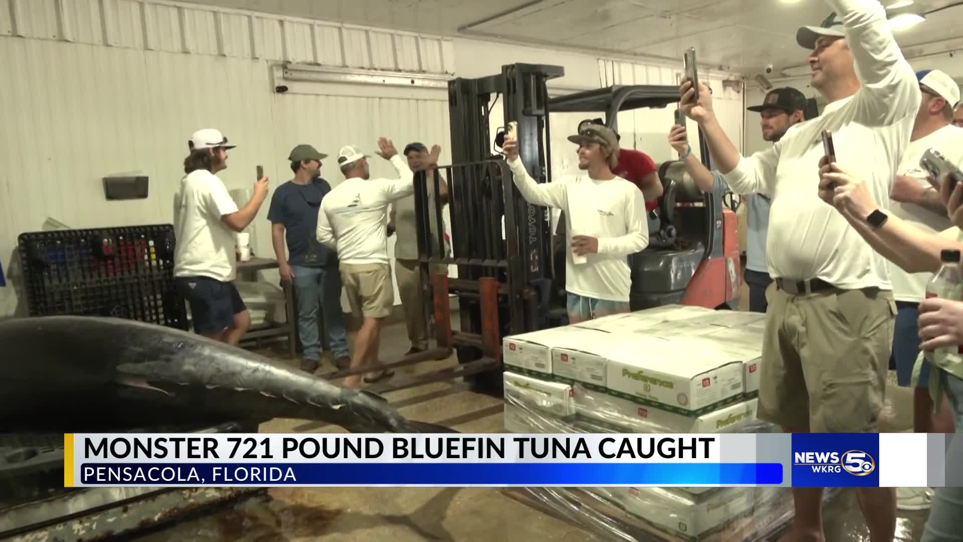 Local fishermen reel in a 700 pound bluefin tuna off Gulf Coast – WKRG ...