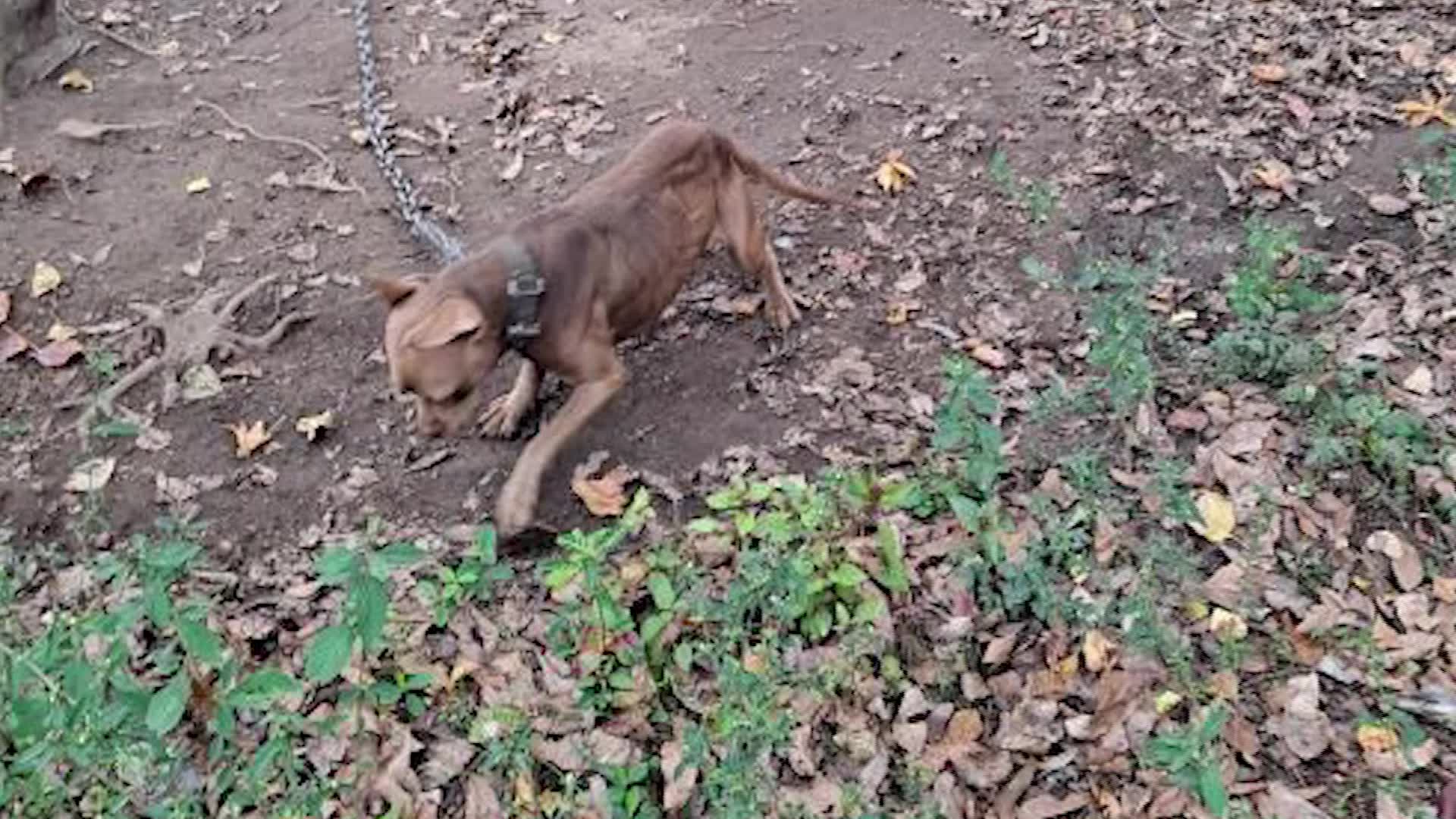 Bay Minette man faces animal cruelty charges after dead and starving ...