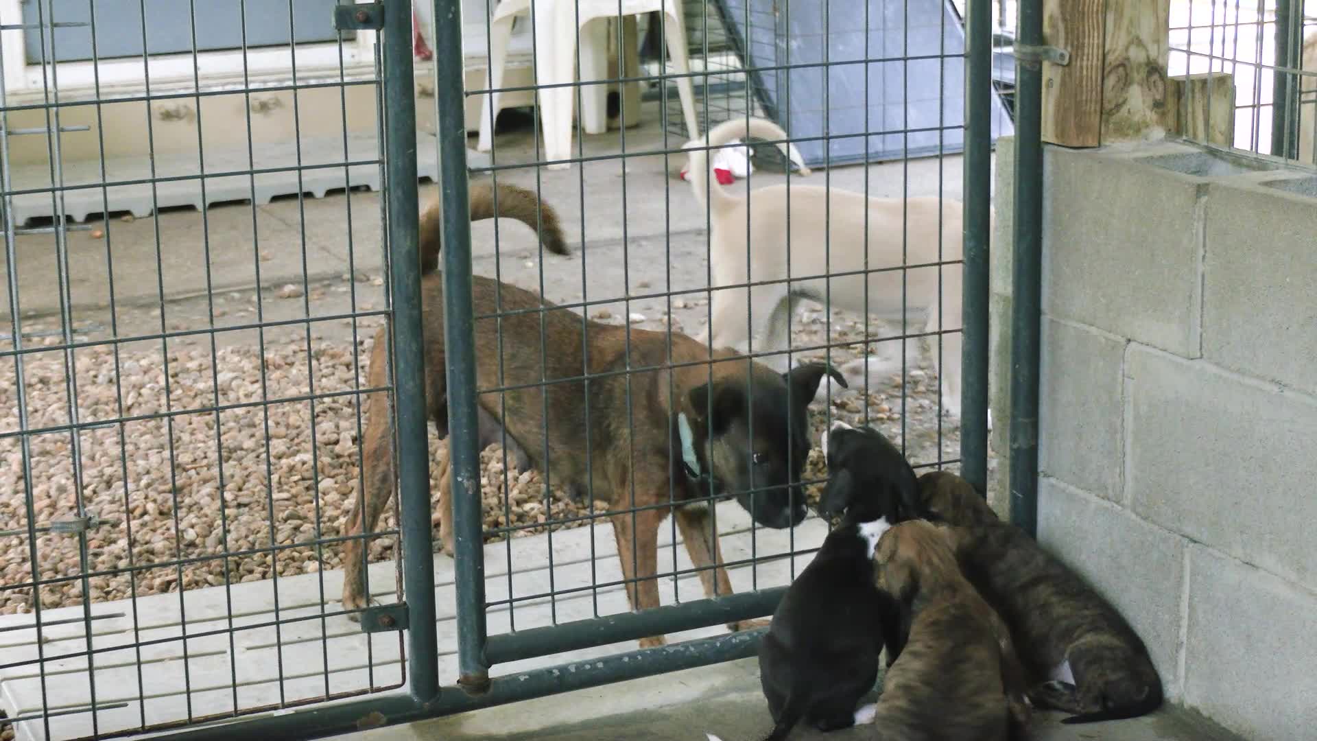 Dave Portnoy donates $150K to help make Lucky Puppy Rescue’s mission ...
