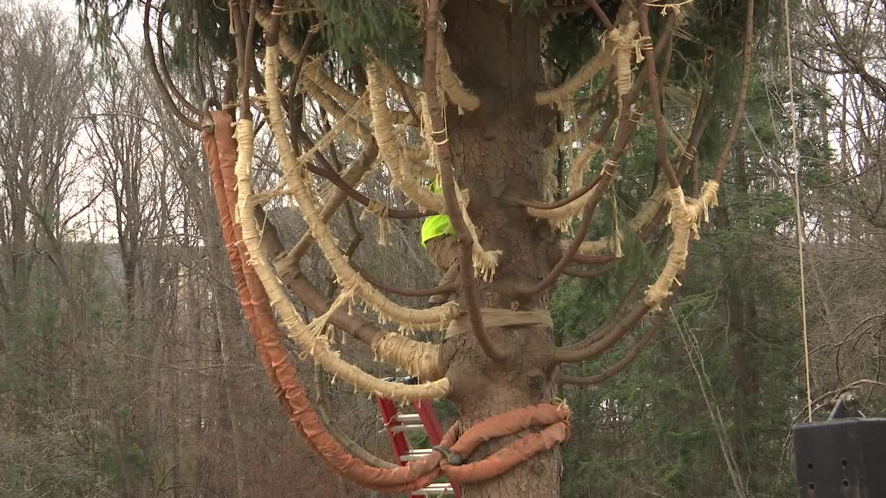 Rockefeller Tree Cut Down in Vestal – PIX11