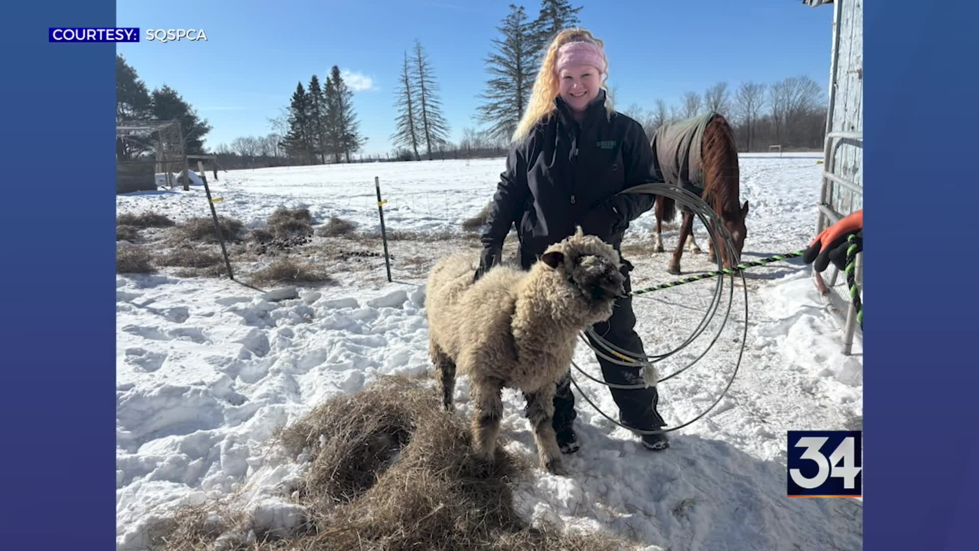 Susquehanna SPCA rescues farm animals in Guilford – WIVT – News 34