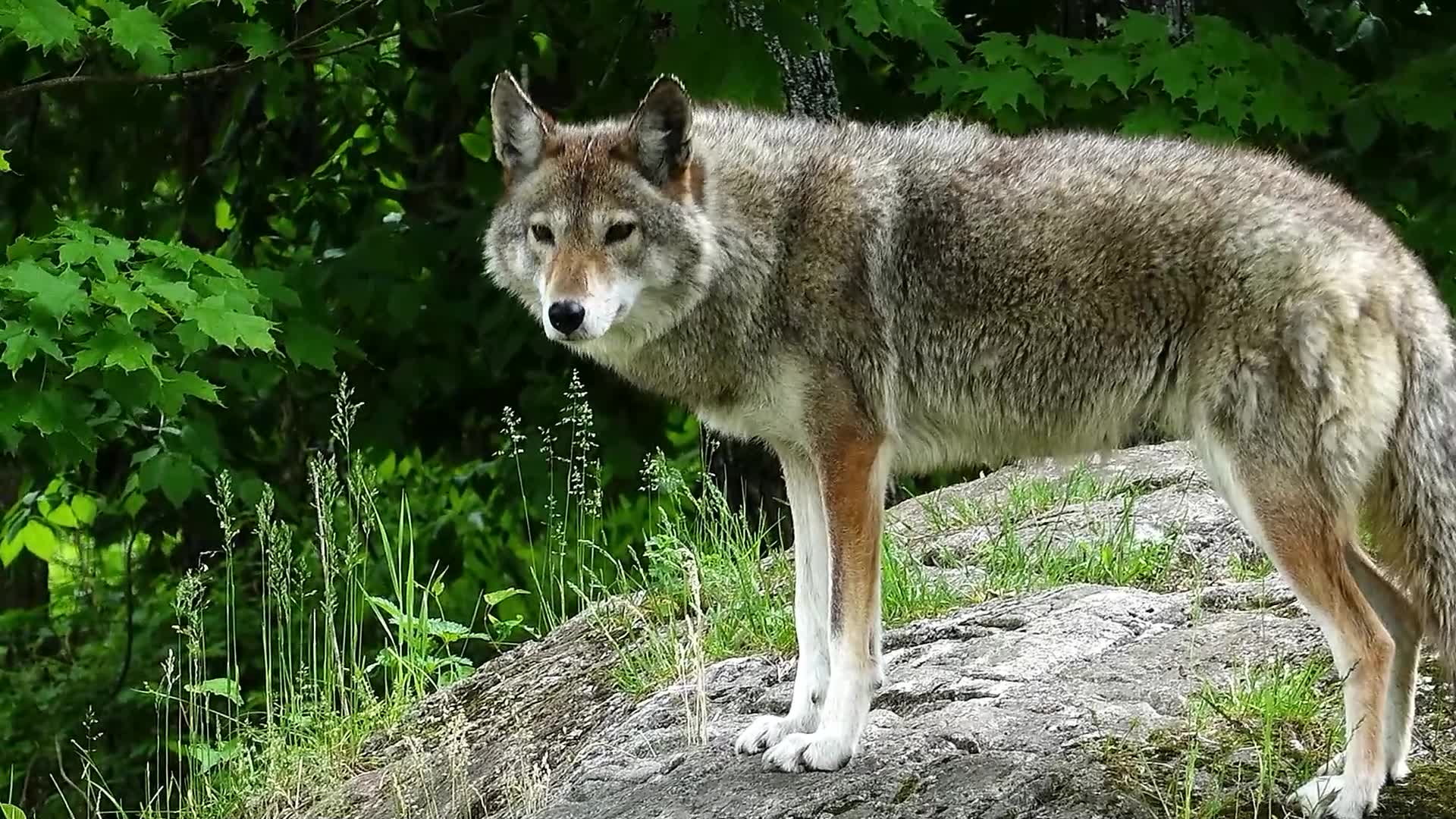 How to stay safe when wild animals invade your neighborhood – CIProud.com