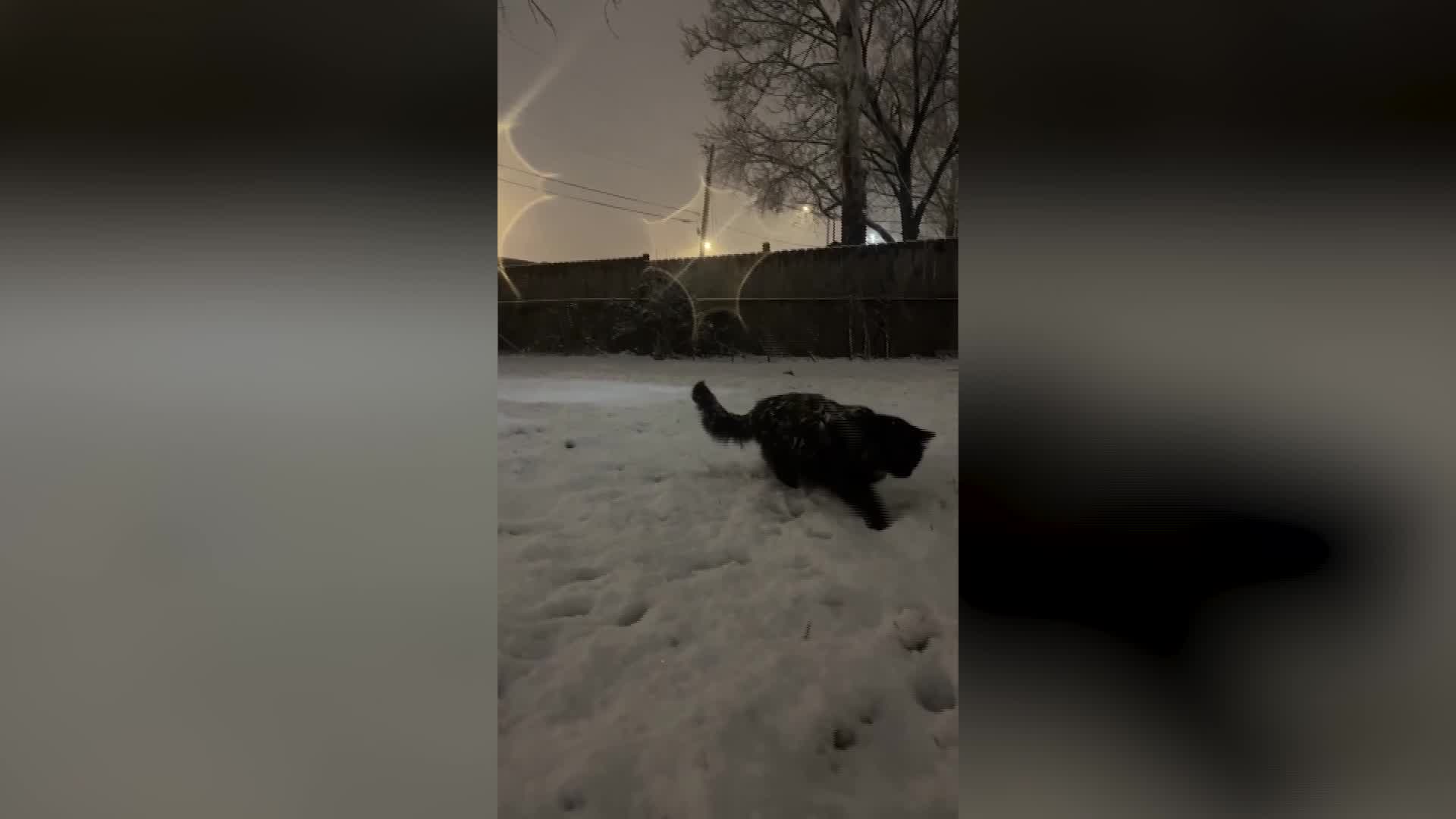 Cat plays during winter storm – CIProud.com