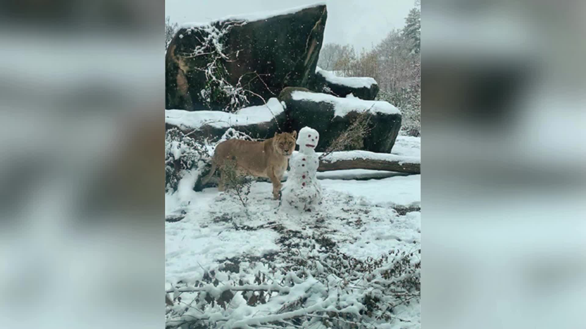 Peoria Zoo’s Lizzy the Lion enjoys a new friend – CIProud.com