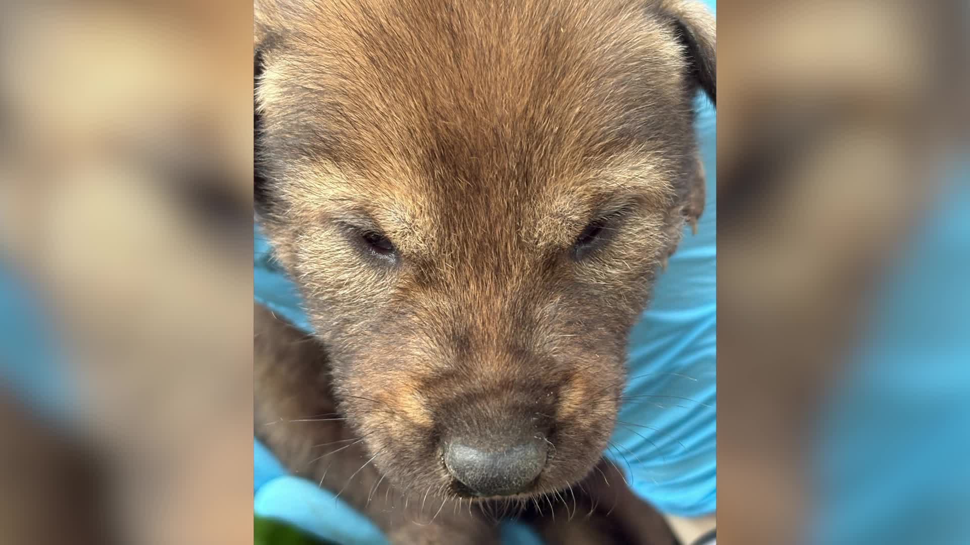 Miller Park Zoo celebrates birth of 4 red wolf pups – CIProud.com