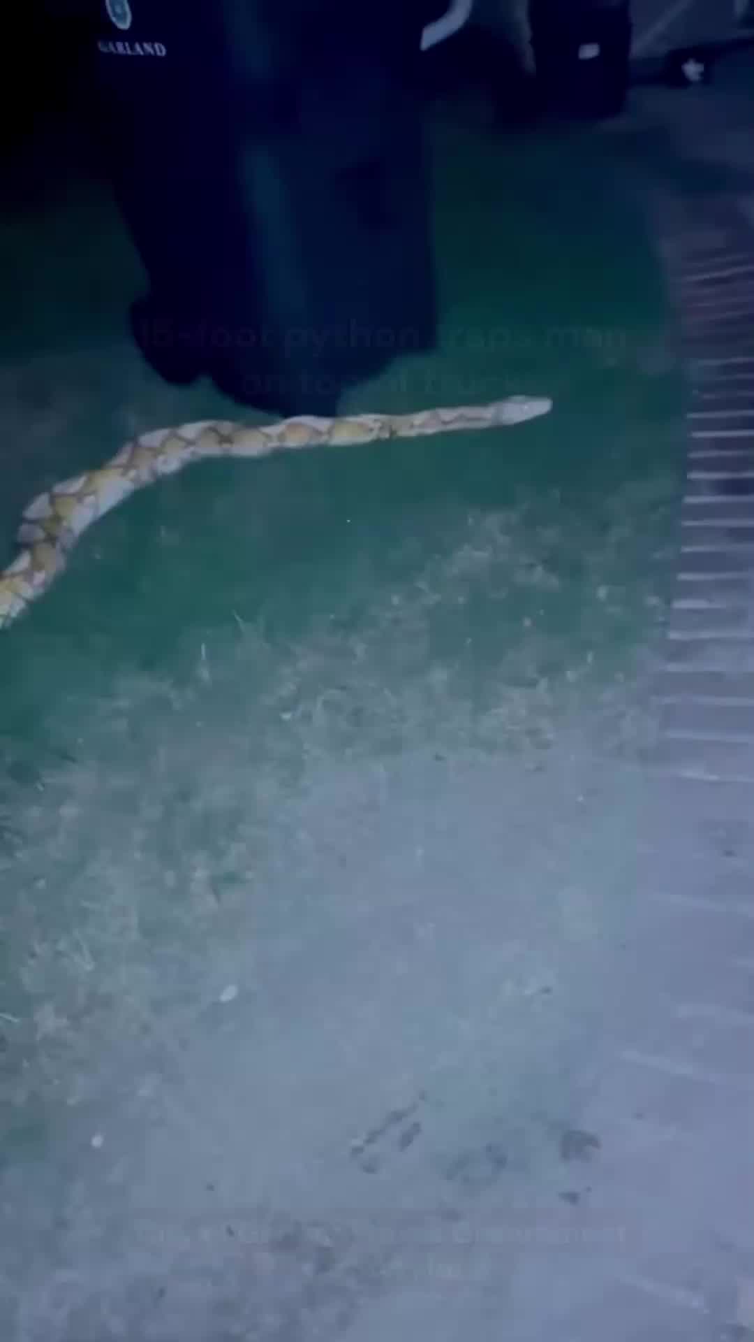15-foot python captured after standoff – Fox 8 Cleveland WJW