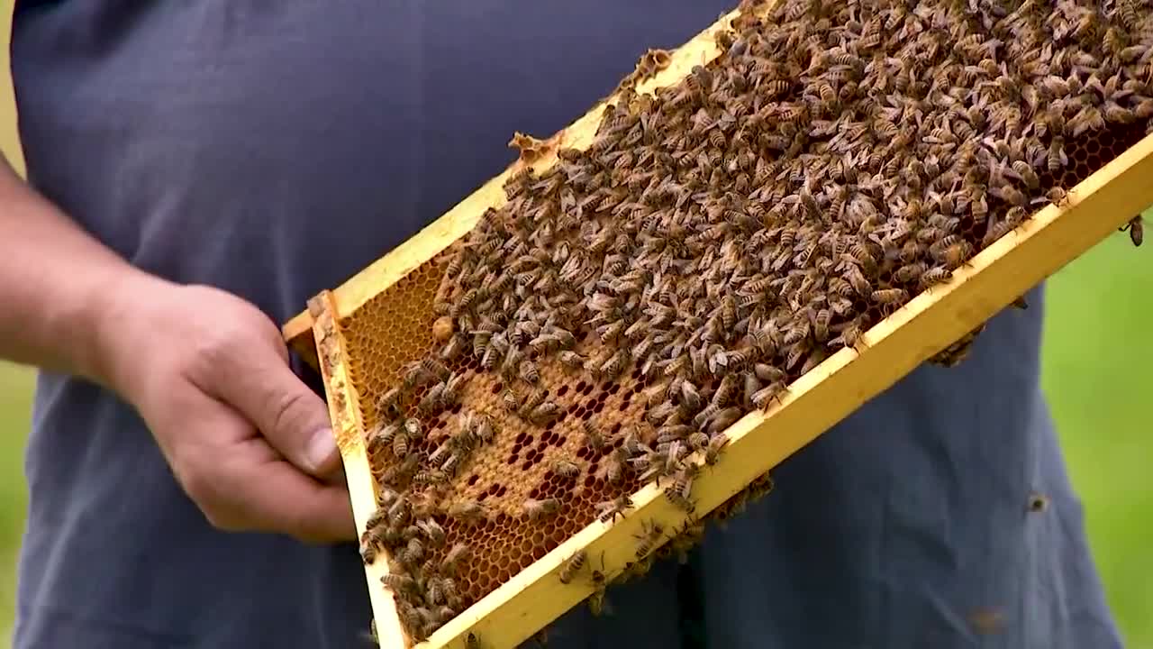 Bees move into Akron-Canton Airport – Fox 8 Cleveland WJW