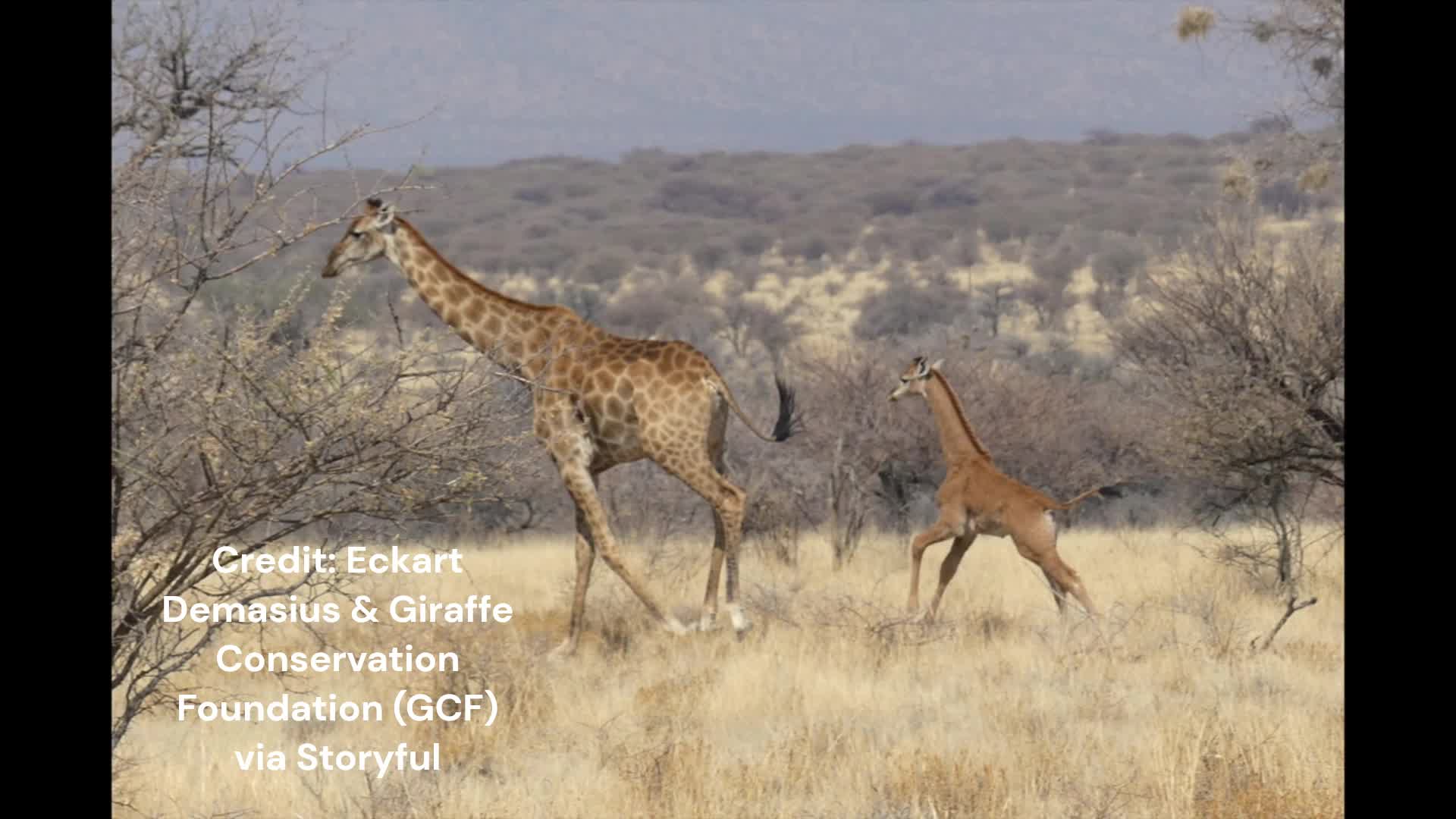 Look! Rare spotless giraffe seen in wild for the first time – Fox 8 ...