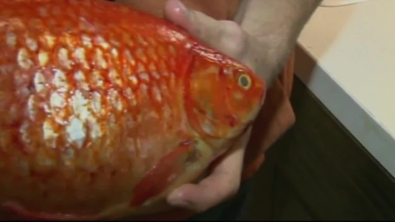 Giant, feral goldfish wreaking havoc in Great Lakes – Fox 8 Cleveland WJW
