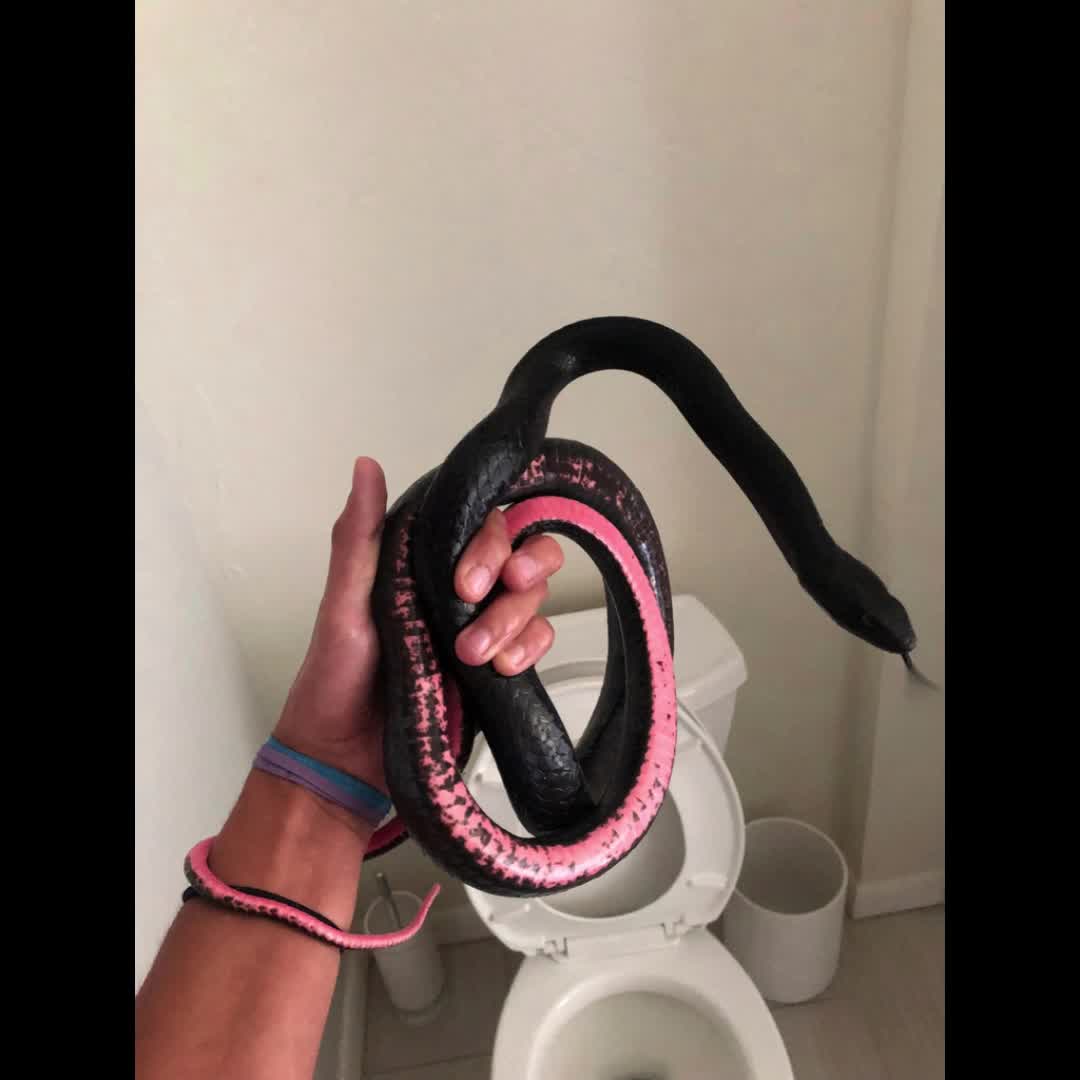 Woman finds 3-foot snake in toilet – Fox 8 Cleveland WJW
