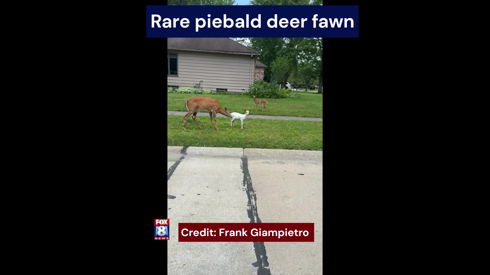Rare piebald deer fawn spotted in North Olmsted – Fox 8 Cleveland WJW