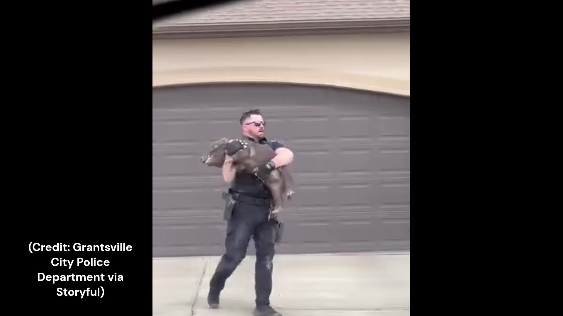 Watch: Officer tackles runaway pig (Credit: Grantsville City Police ...