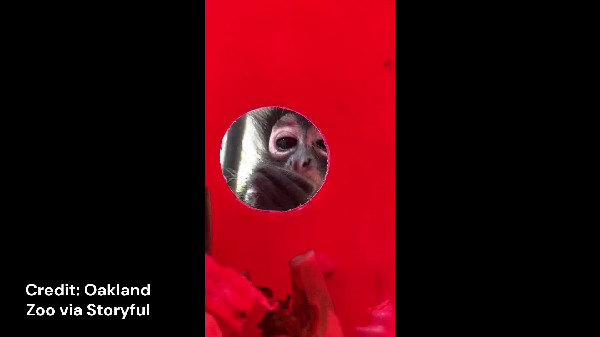 Watch: Spider monkey rescued during drug bust now thriving at the zoo – Fox 8 Cleveland WJW