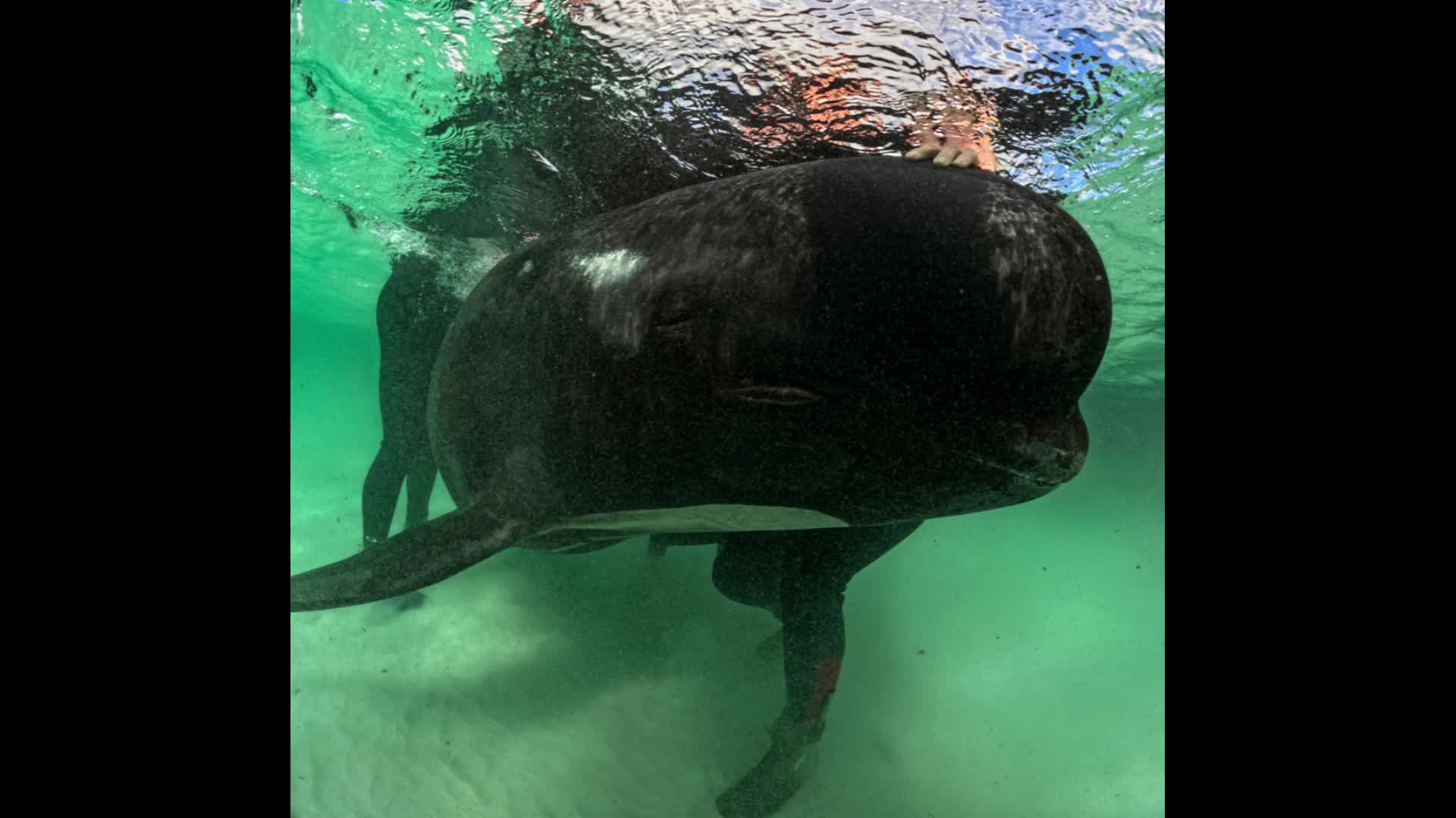 Workers try to save beached pilot whales in Australia – Fox 8 Cleveland WJW