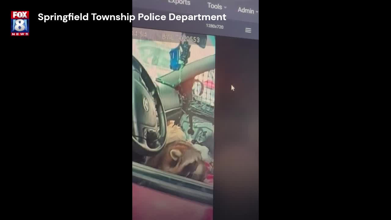 Raccoon leads to drug bust in Springfield Township, Ohio – Fox 8 ...