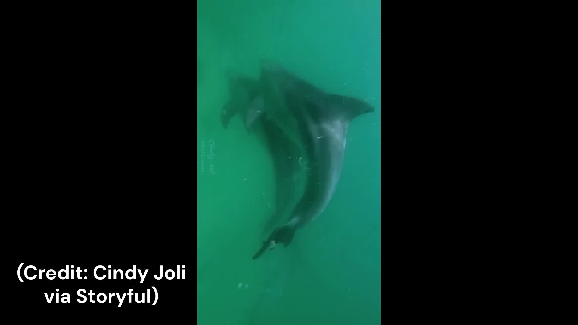 Diver spots dolphin entangled by fishing line (Credit: Cindy Joli via ...