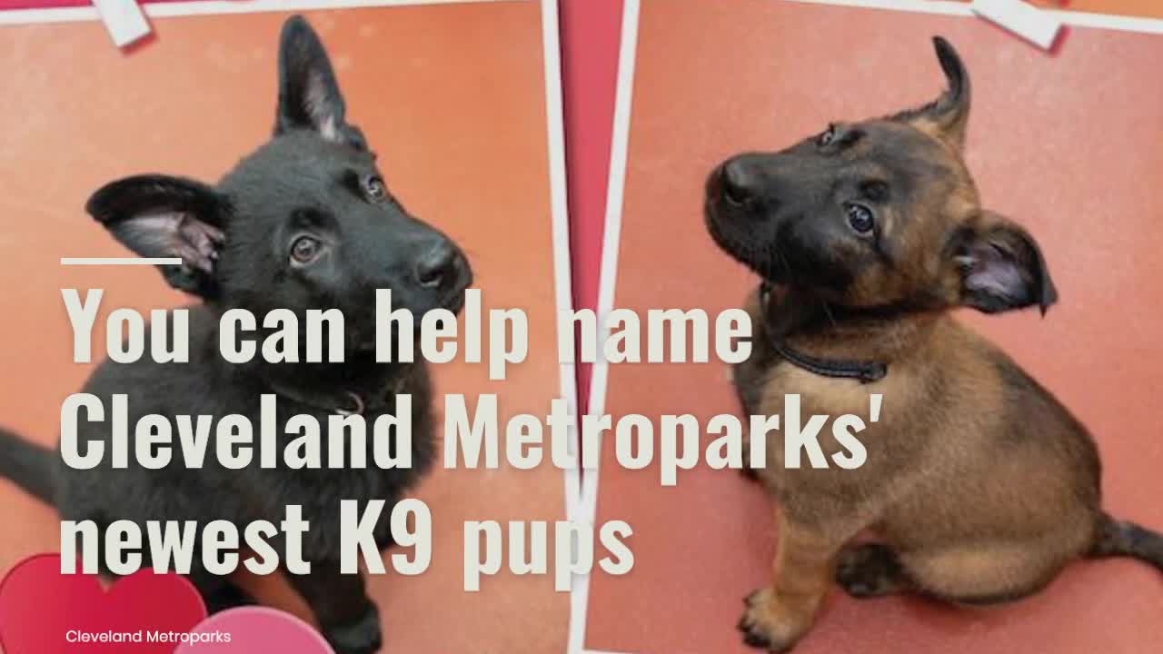 You can help name Cleveland Metroparks’ newest K9 pups – Fox 8 ...