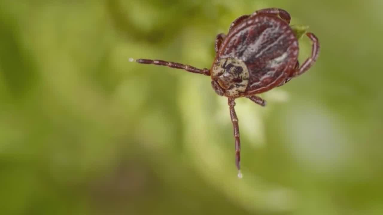 Ticks, disease carried by parasite on the rise in Ohio – Fox 8 ...