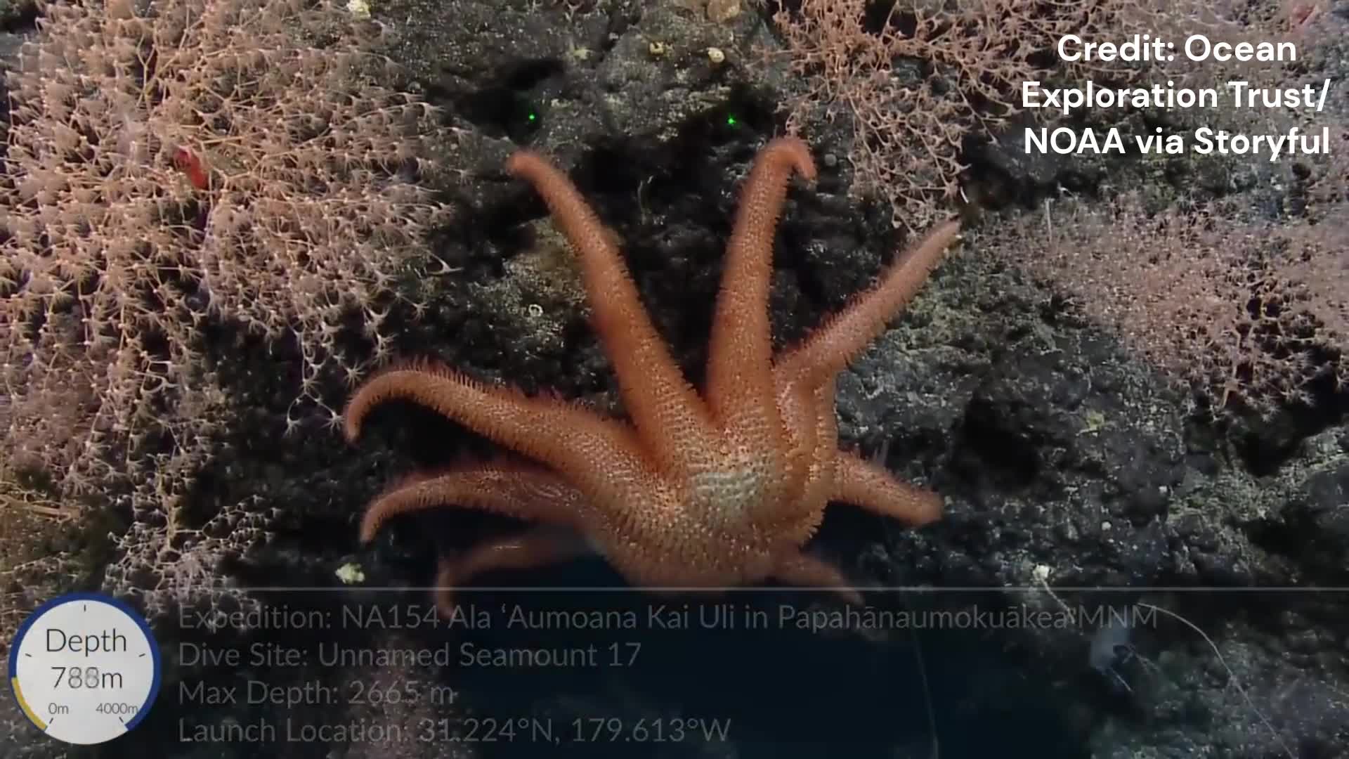 Rare ‘dumbo’ octopus spotted in deep sea expedition (Credit: Ocean ...