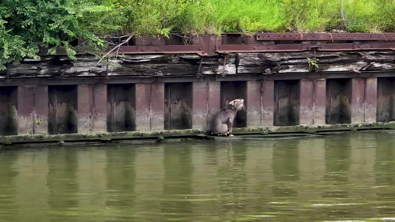Cleveland crew rescues dog trapped along Cuyahoga River – Fox 8 ...