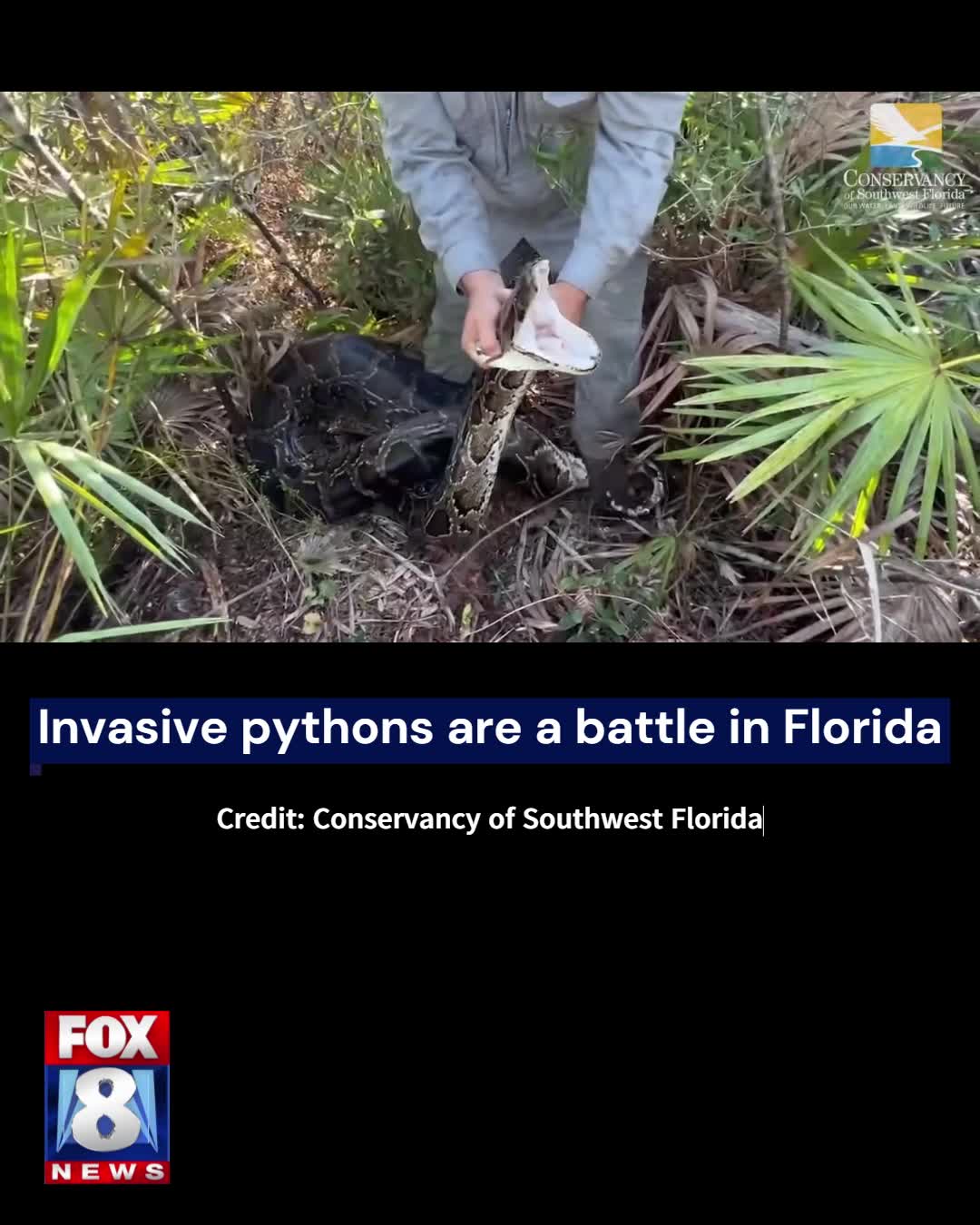 Invasive pythons are a battle in Florida – Fox 8 Cleveland WJW