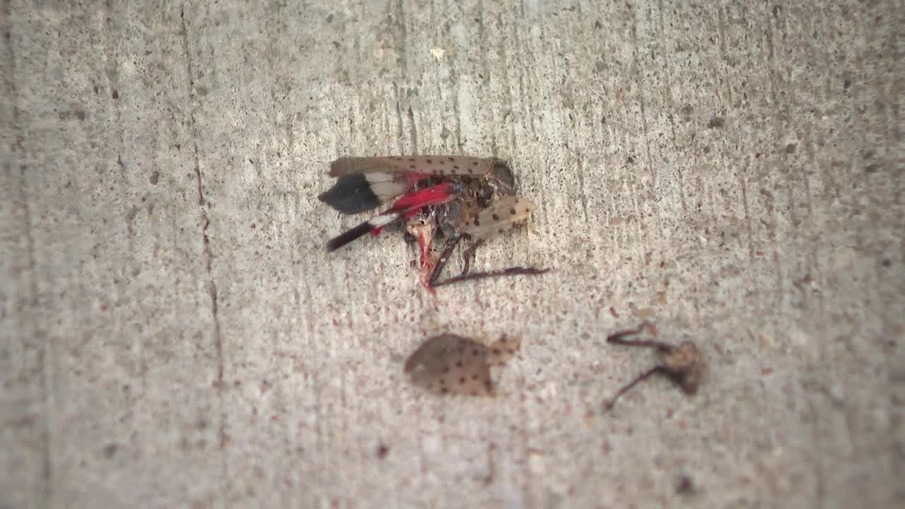Ohio takes more aggressive approach to stop invasive bug – Fox 8 ...