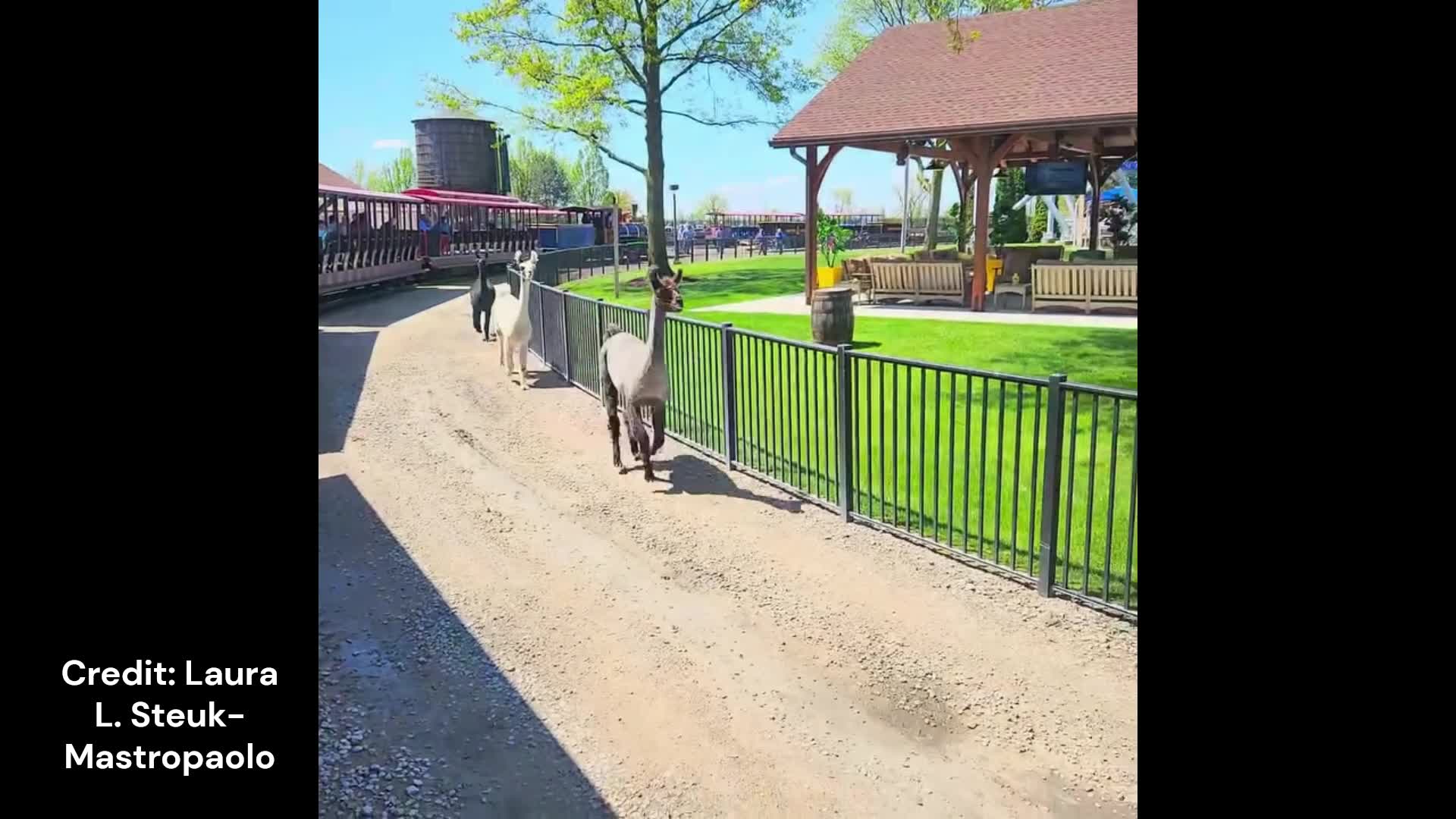 Watch: Animals run loose from Cedar Point petting zoo – Fox 8 Cleveland WJW