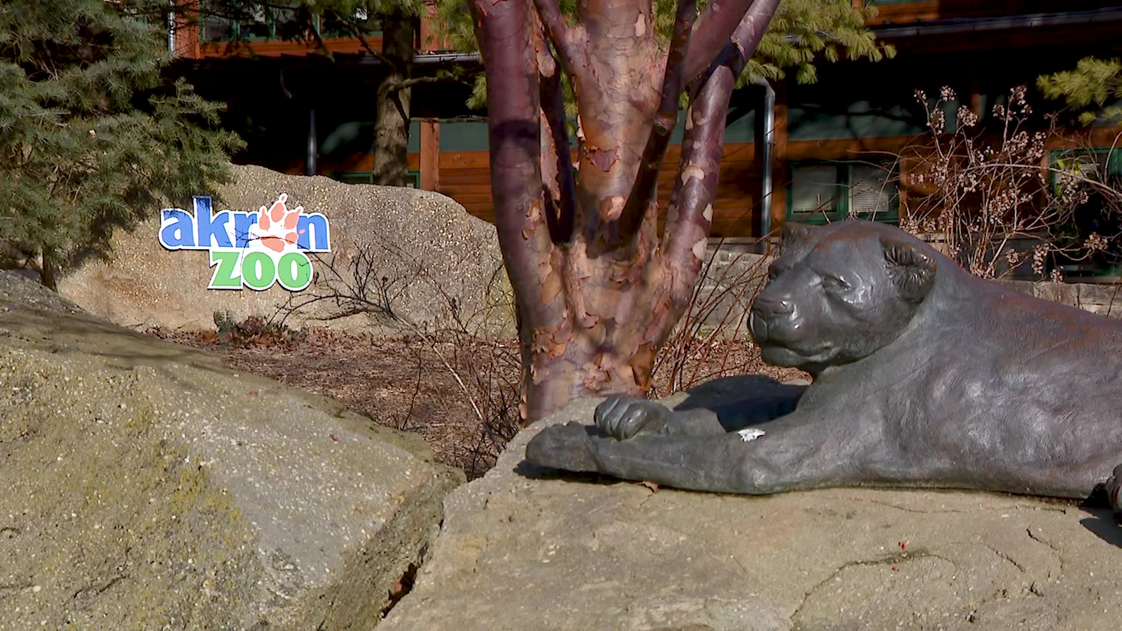 Akron Zoo plans $21 million expansion, adding more animals – Fox 8 ...
